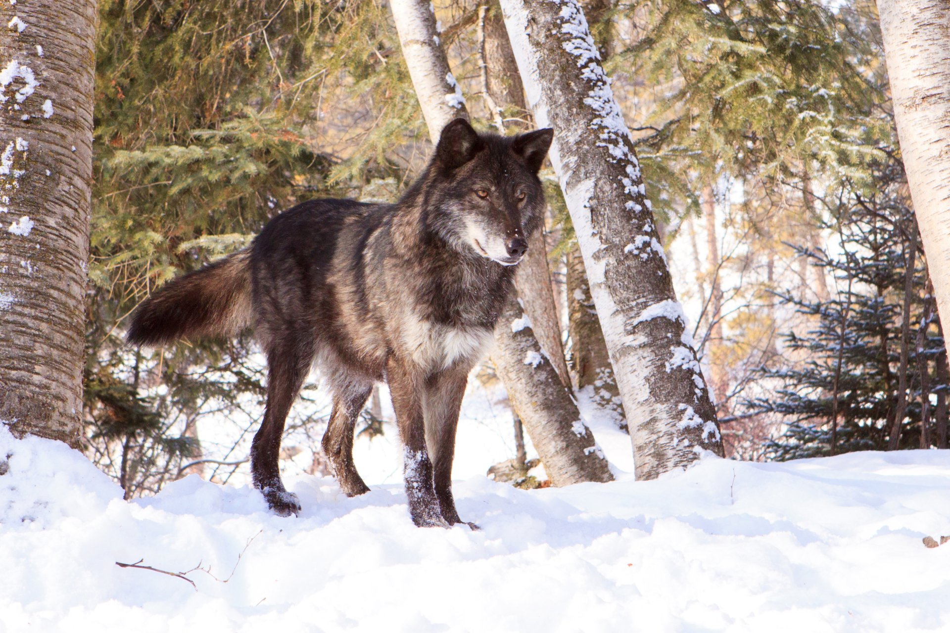 Download Snow Animal Wolf HD Wallpaper