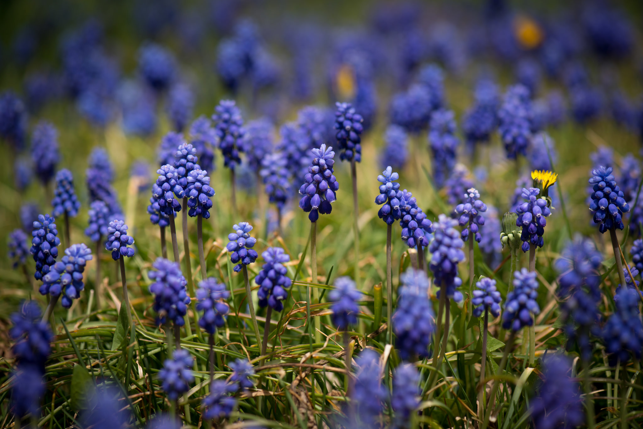 Download Close-up Blur Blue Flower Nature Flower Hyacinth HD Wallpaper