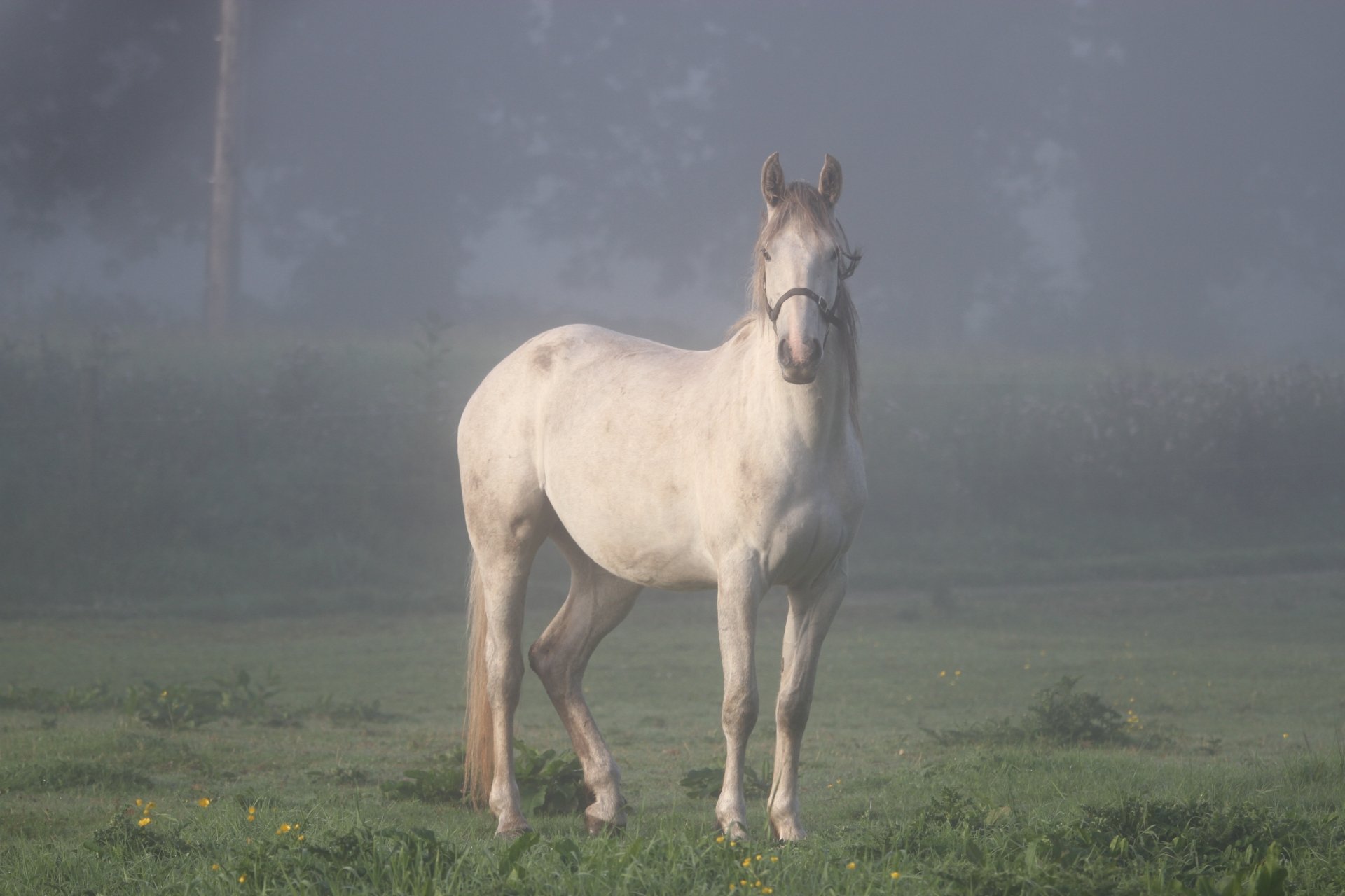 Majestic Horse in Misty Morning Fog | 4K Ultra HD Wallpaper