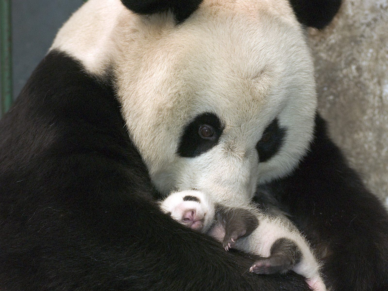 Adorable Panda Love: Heartwarming Baby Animal HD Wallpaper