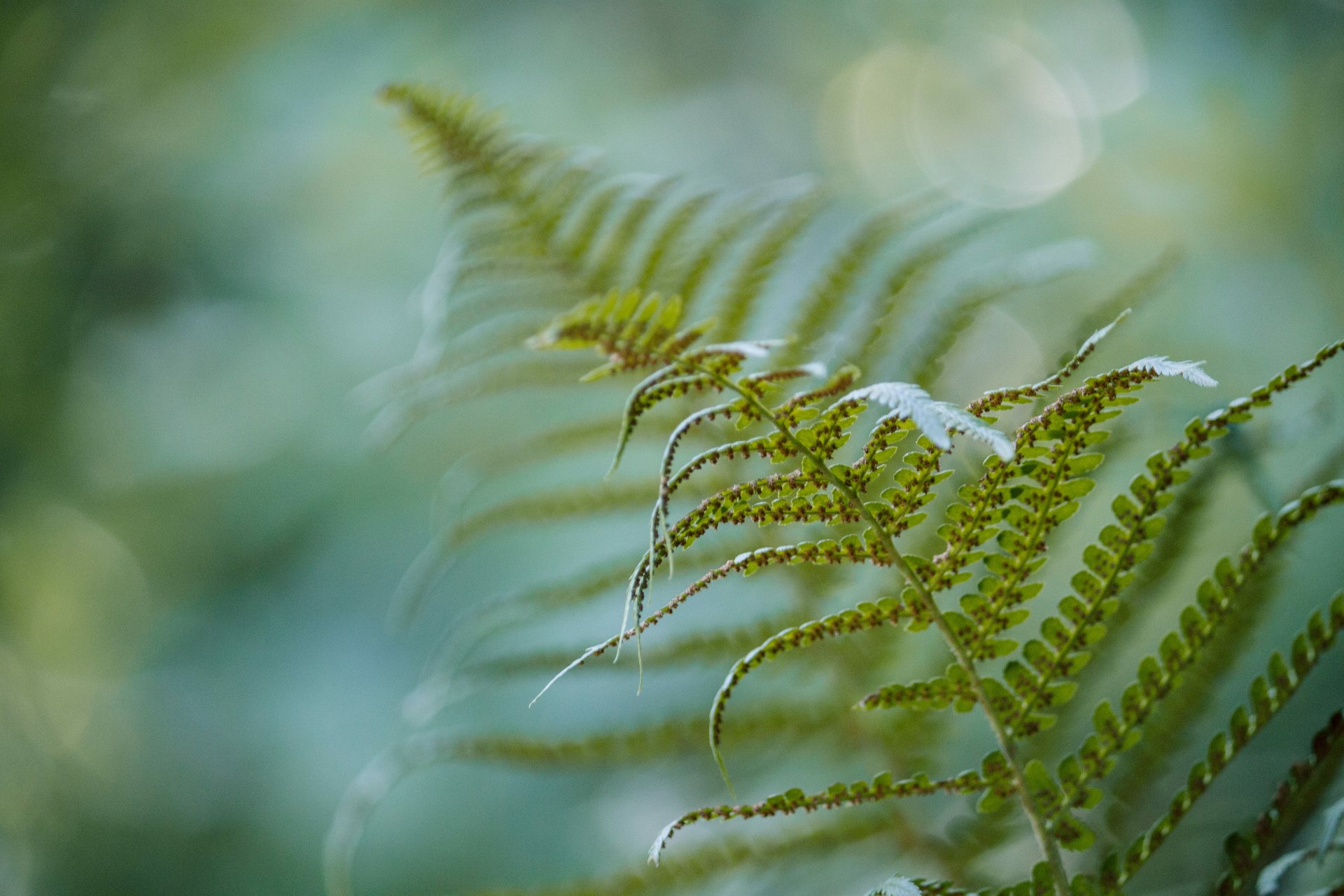 Download Blur Macro Nature Fern 4k Ultra HD Wallpaper