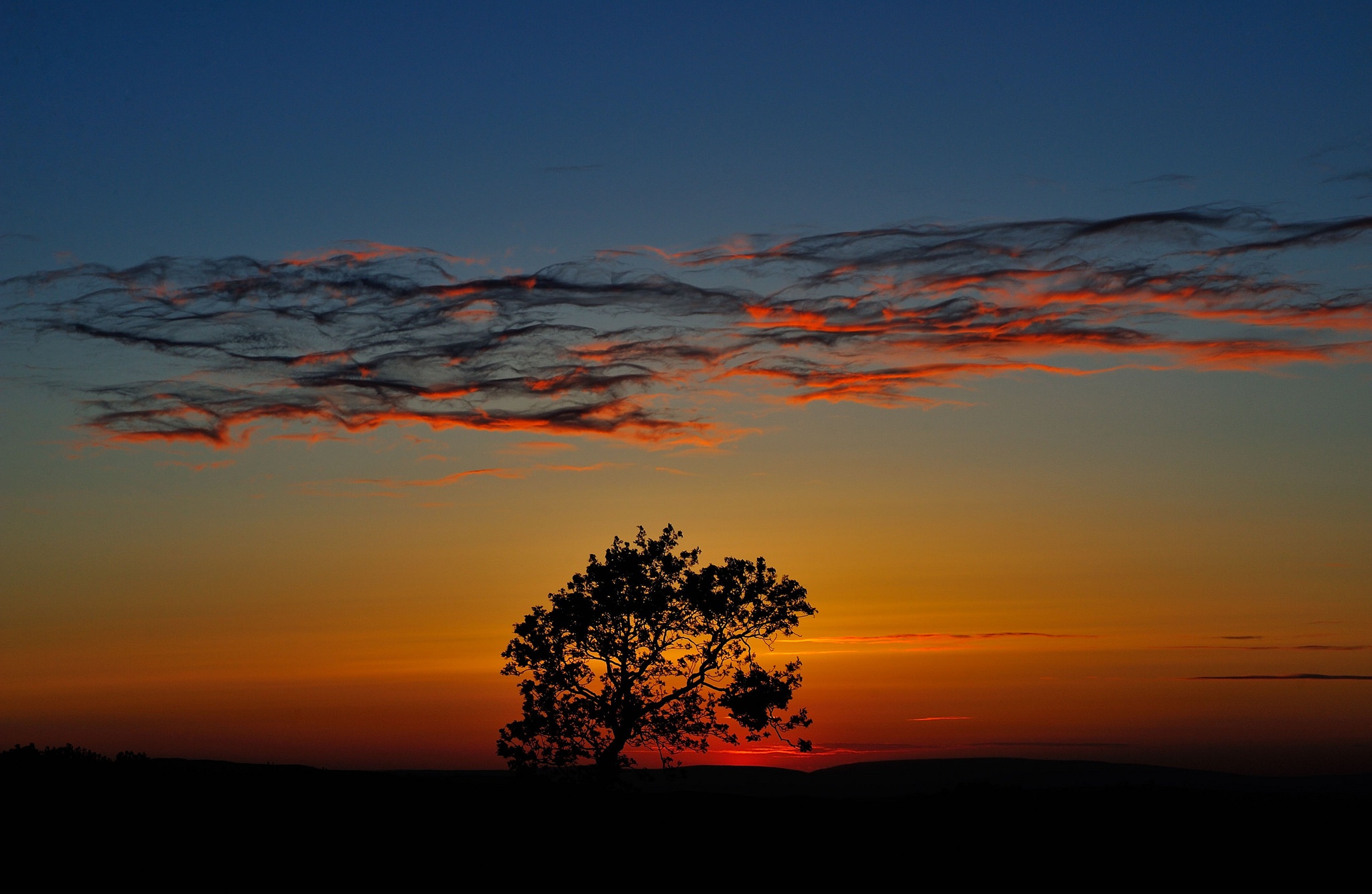 Sunset Horizon: Tranquil Tree Silhouette in HD Nature Wallpaper