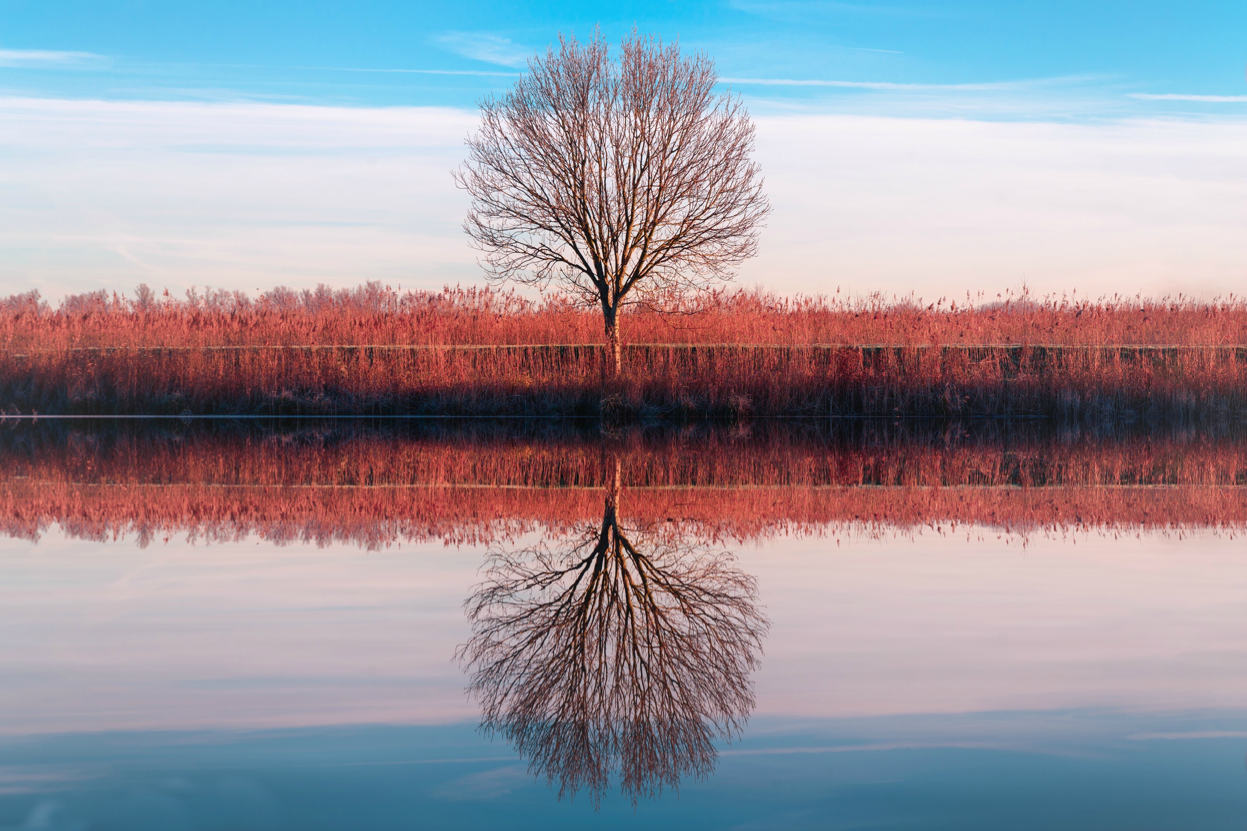 Download Fall Tree Nature Reflection HD Wallpaper