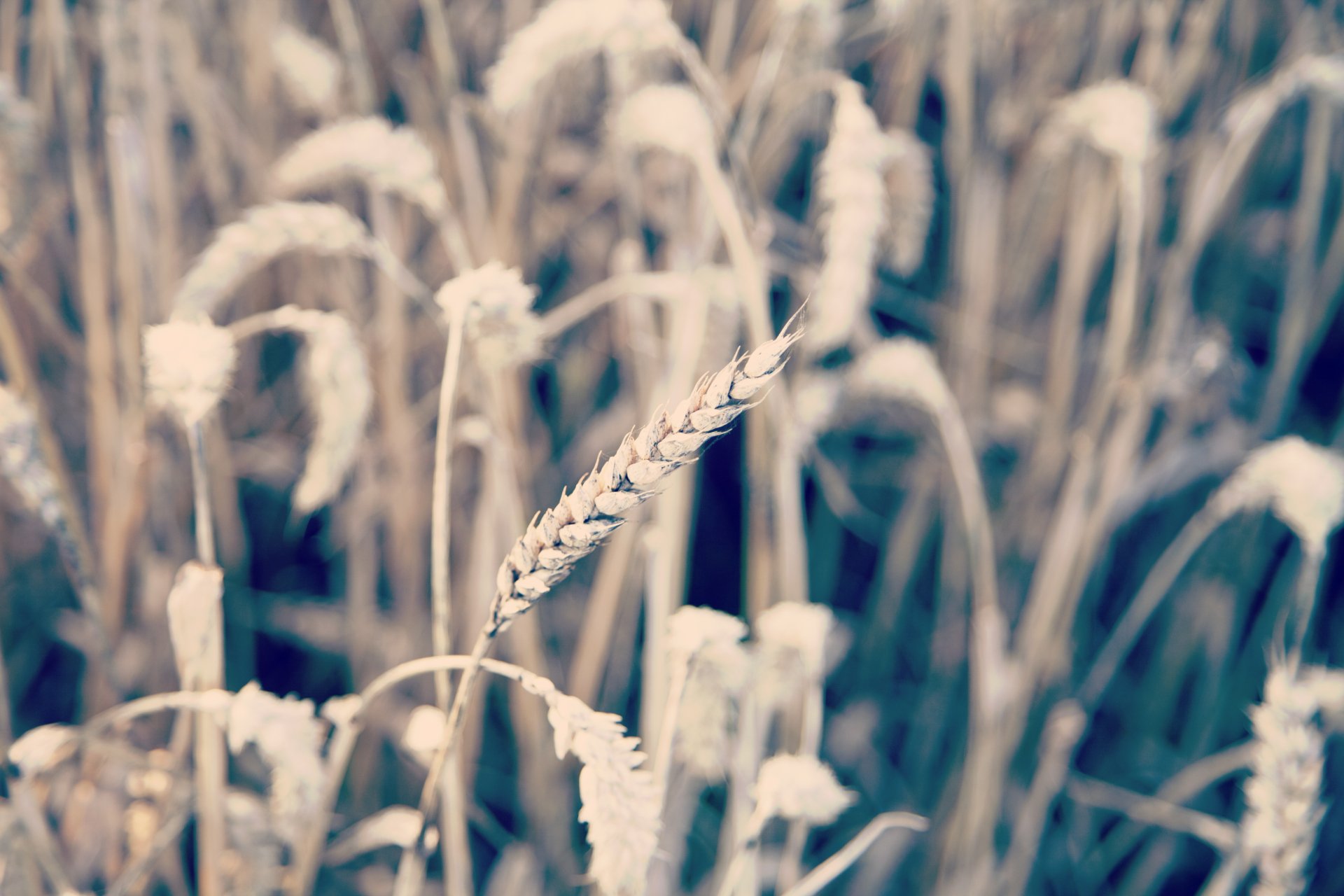 Download Summer Nature Wheat 4k Ultra HD Wallpaper