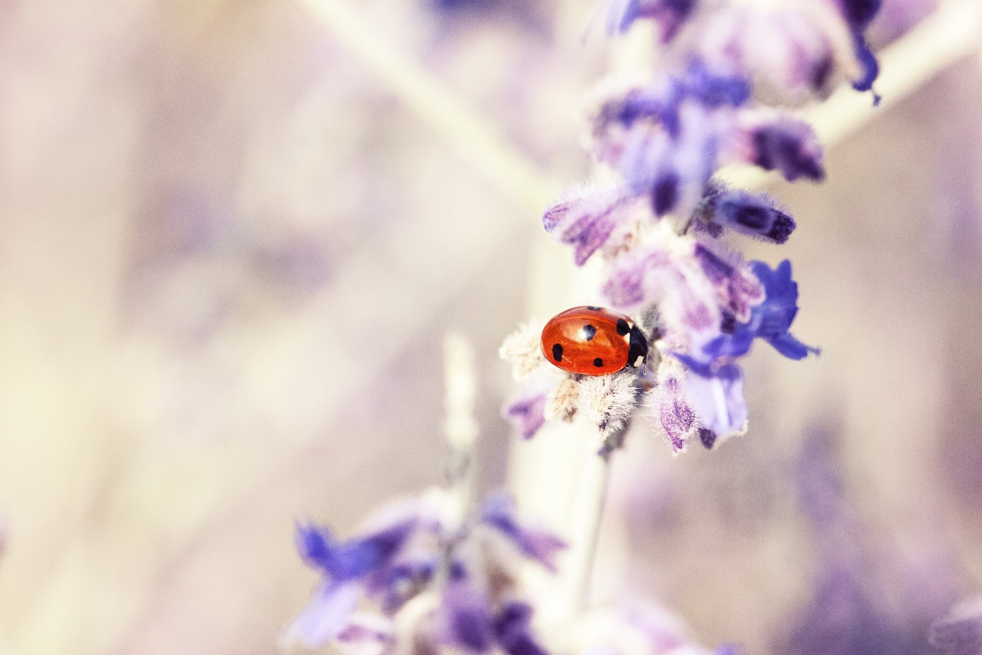 Ladybug 4k Ultra HD Wallpaper