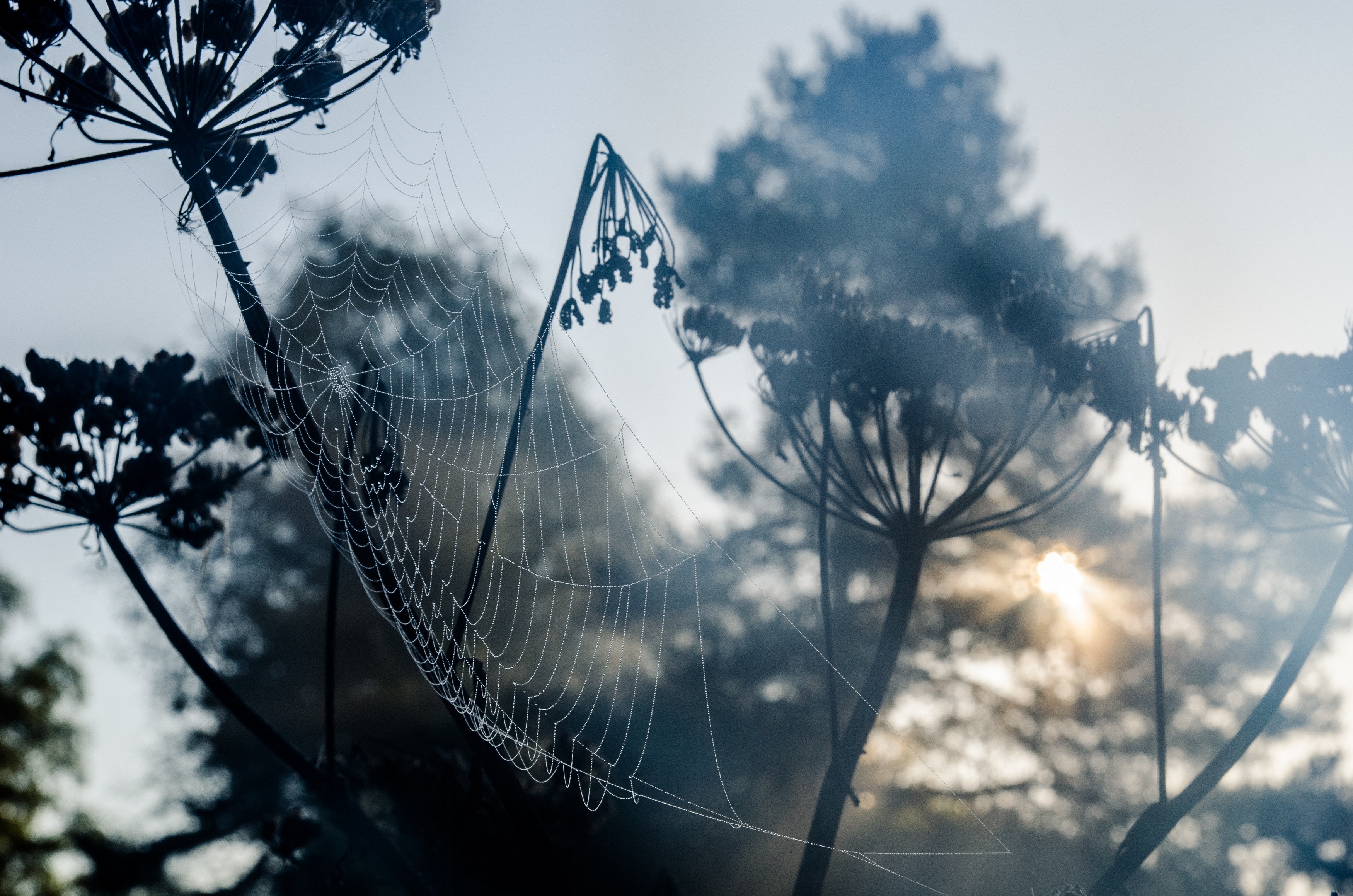 Download Close-up Photography Spider Web HD Wallpaper