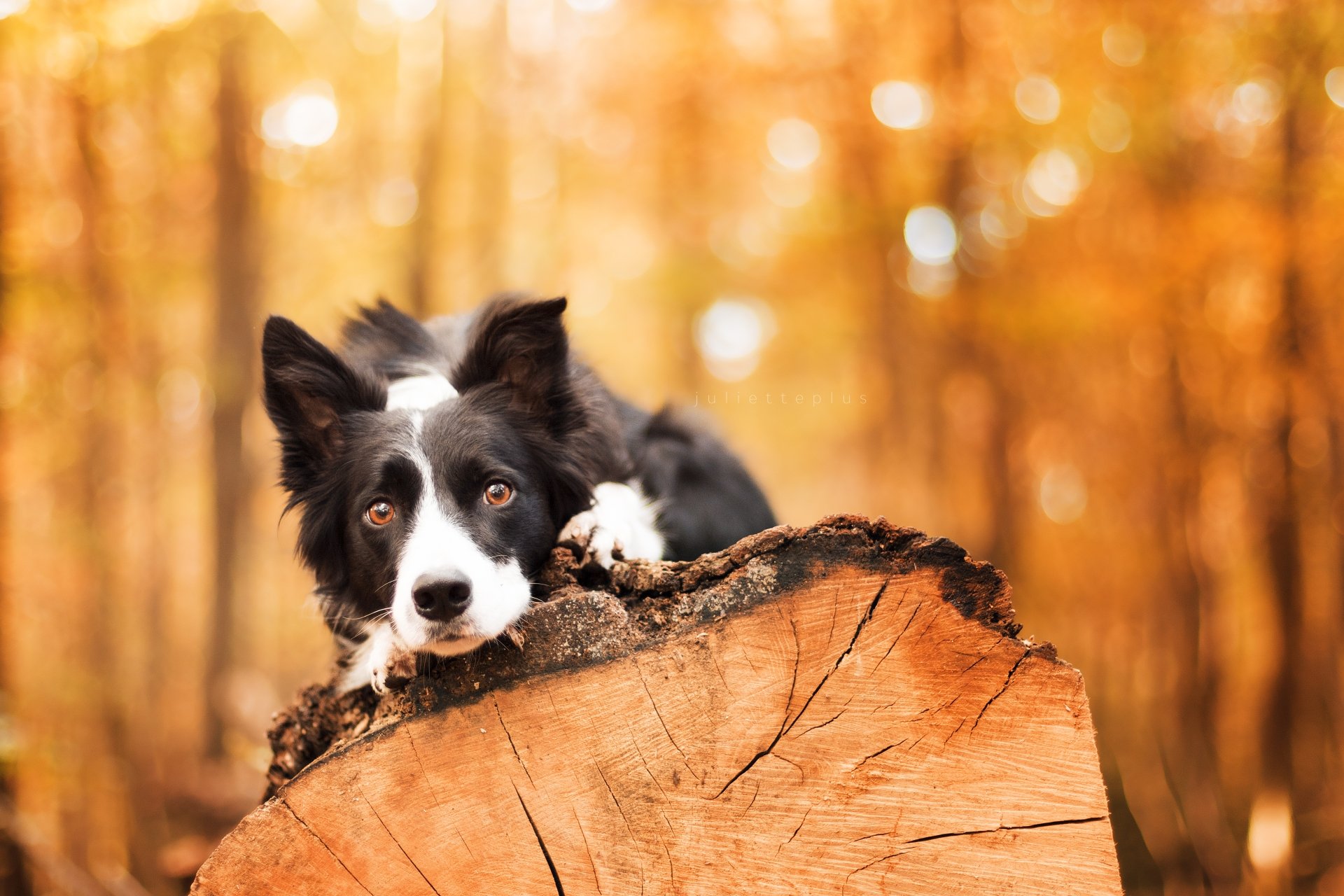 Download Stare Muzzle Bokeh Log Dog Animal Border Collie 4k Ultra HD ...