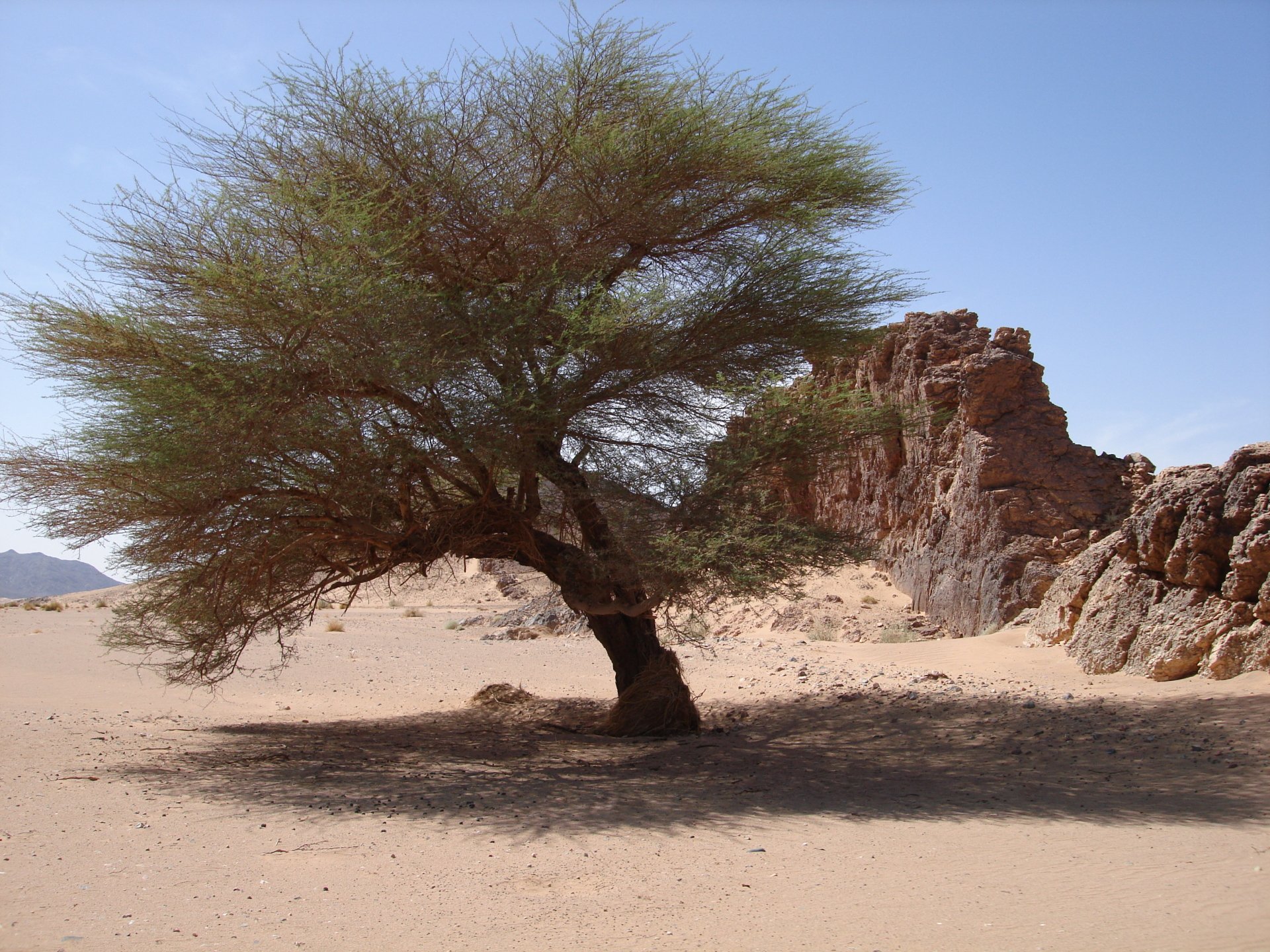 Sahara Serenity: Sunny Tree in Algeria’s Tassili N'Ajjer Desert ...