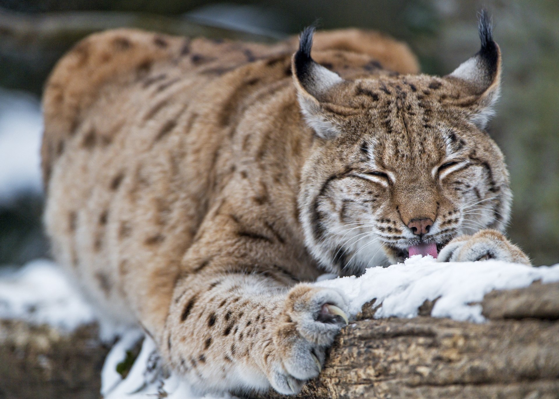 Majestic Lynx in HD: Wild Beauty Captured in Snow