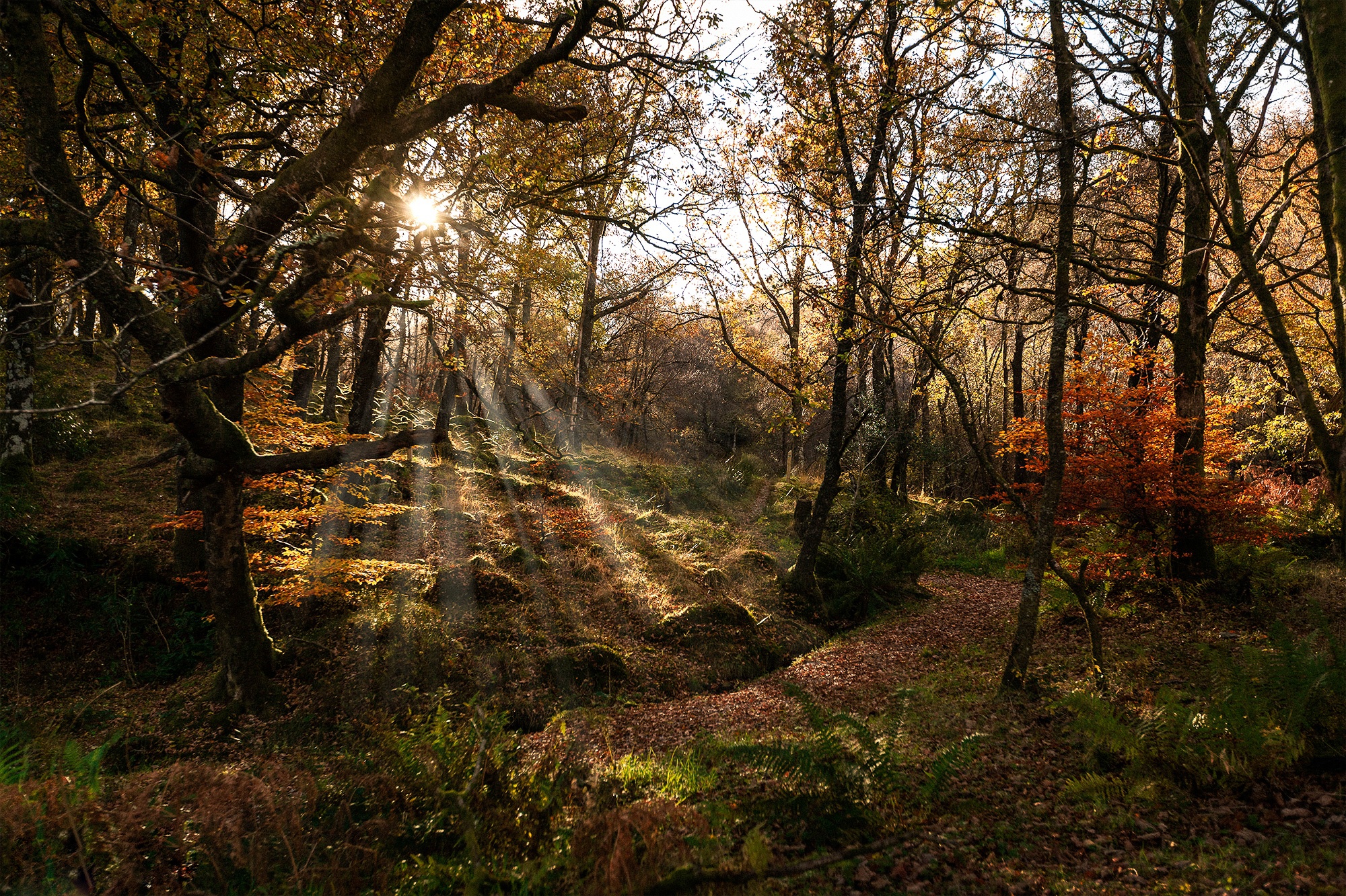 Download Fall Tree Forest Nature Sunbeam HD Wallpaper