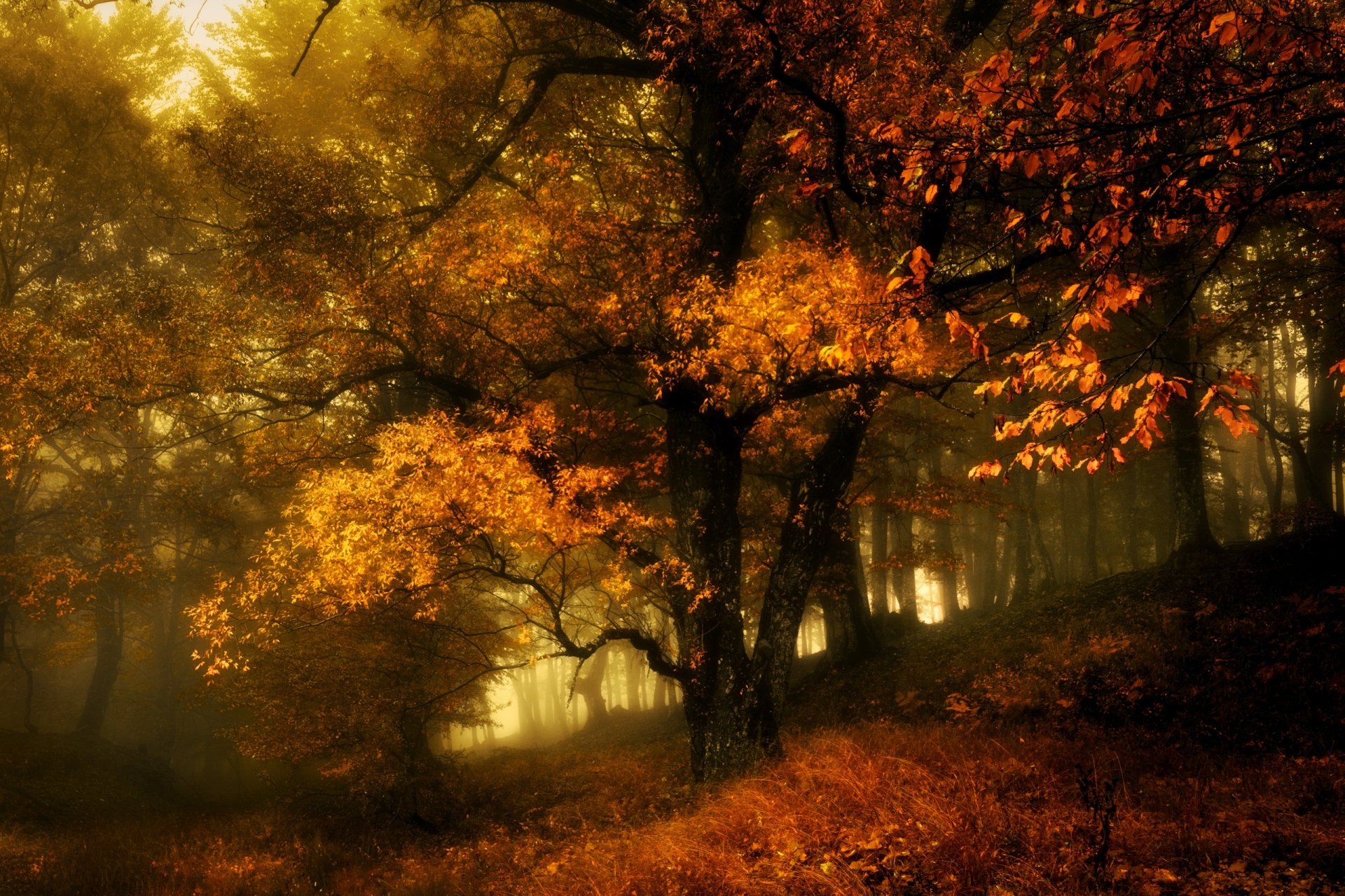 Misty Fall Forest: HD Nature Wallpaper of Golden Trees in Fog