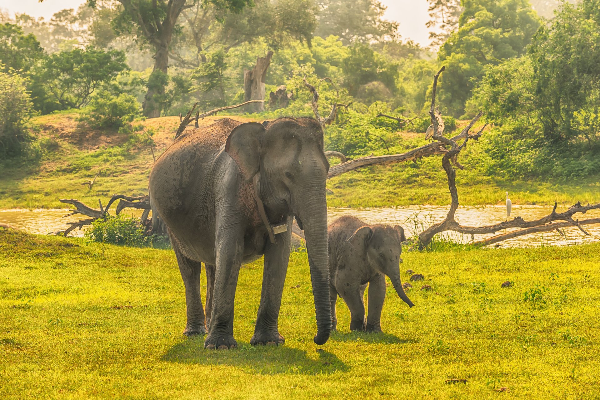 Download Baby Animal Animal Asian Elephant 4k Ultra HD Wallpaper