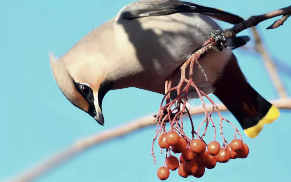 Stunning Waxwing: A Beautiful HD Wallpaper