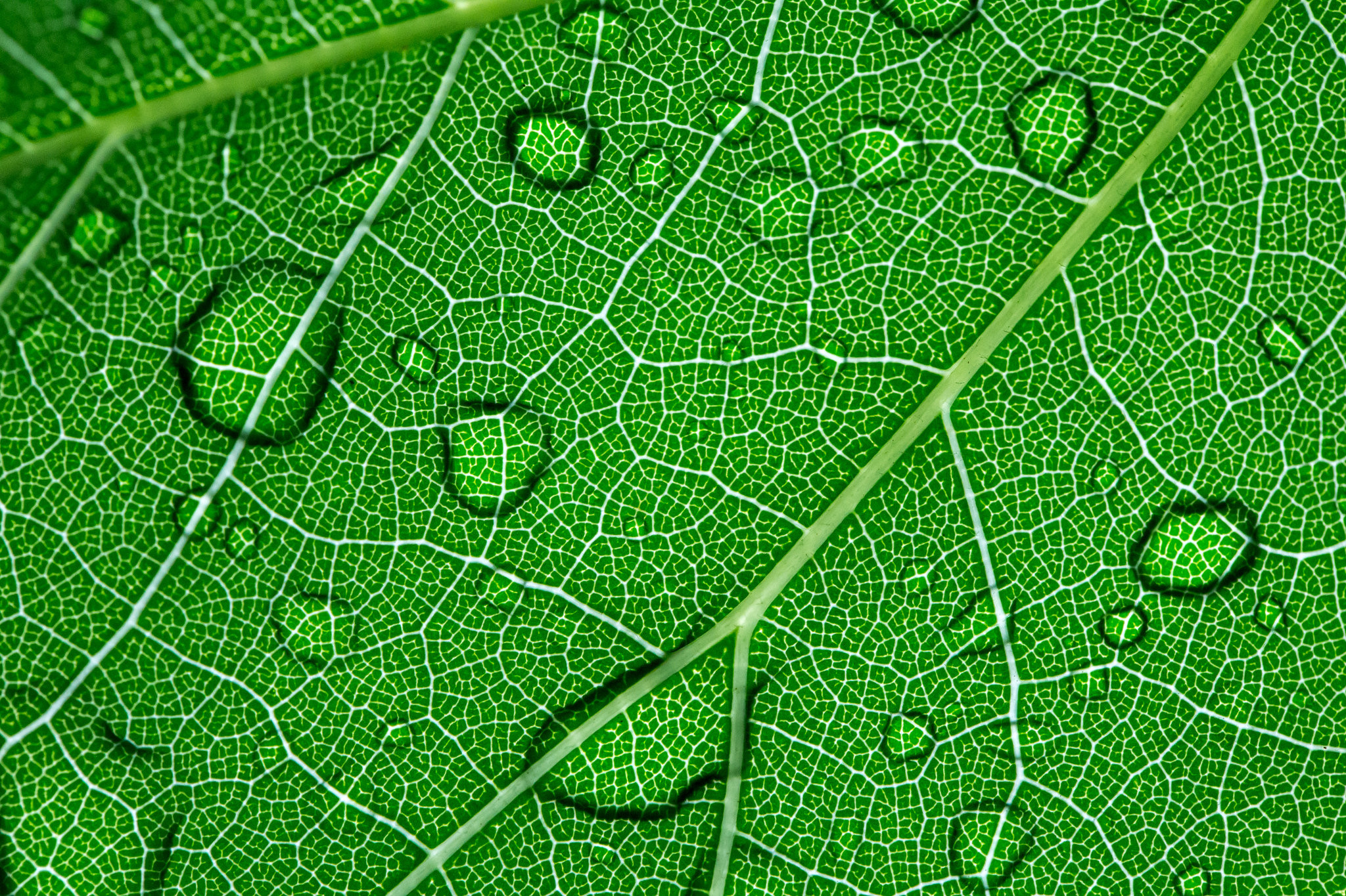 Download Water Drop Macro Nature Leaf HD Wallpaper