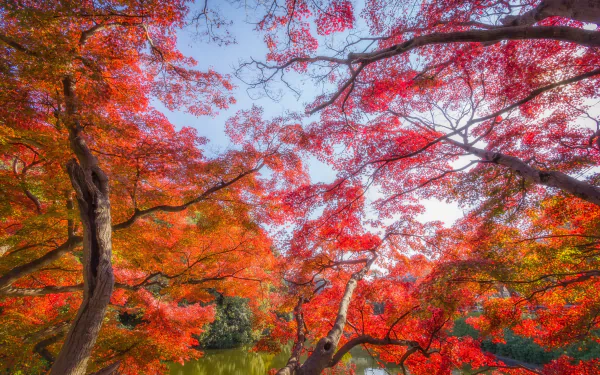 Download Canopy Green Nature Tree HD Wallpaper