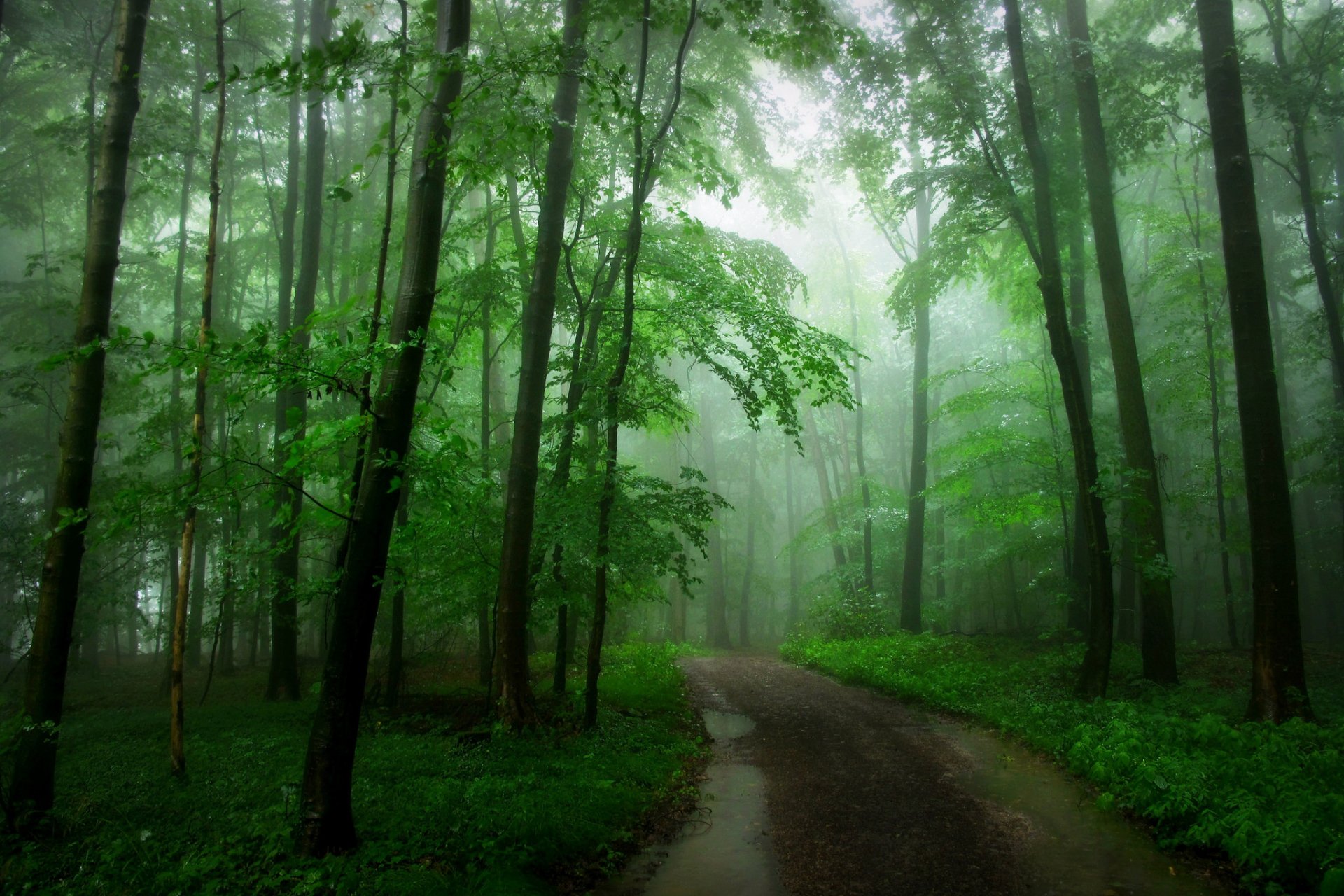 Misty Forest Path HD Wallpaper