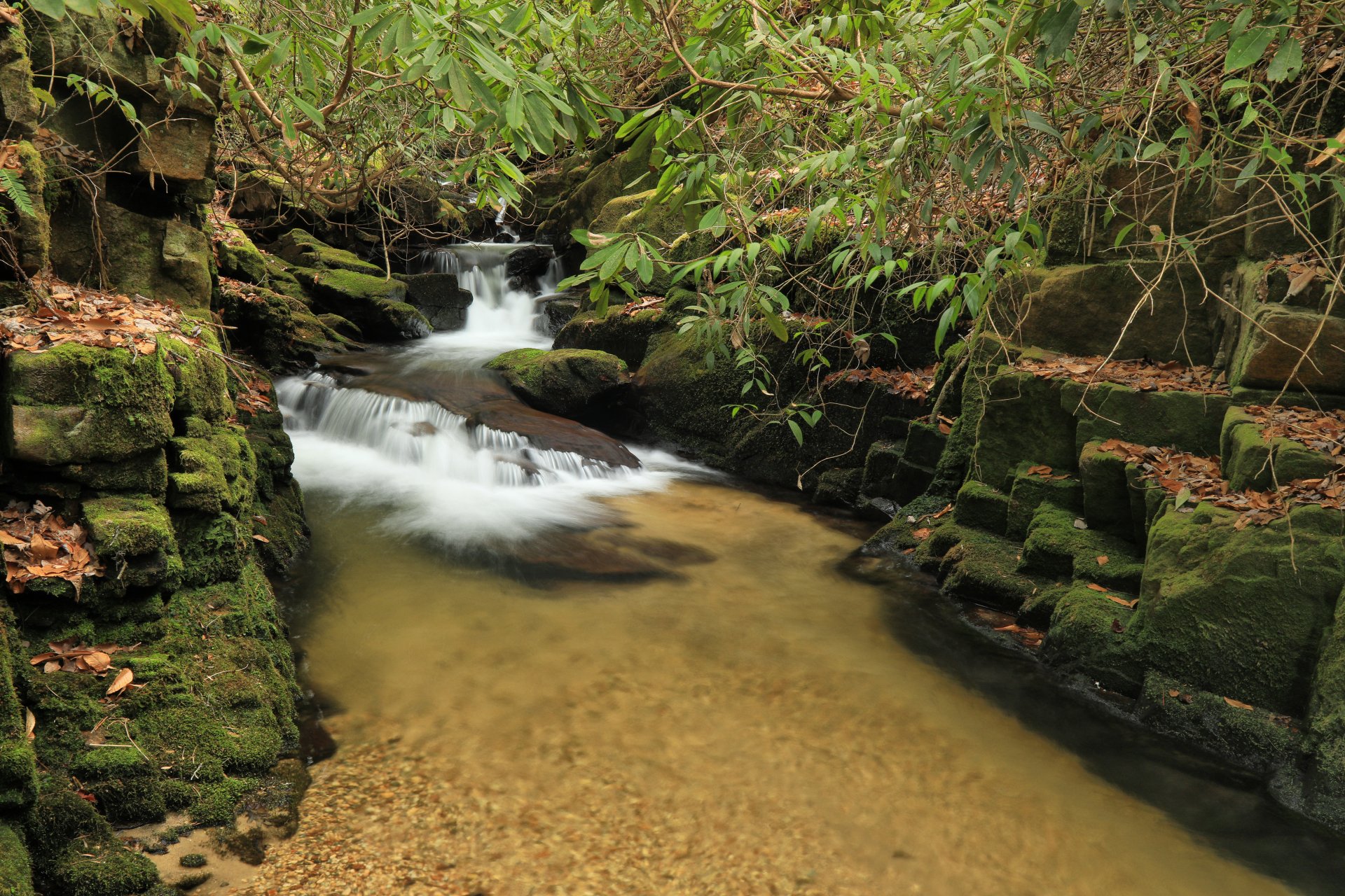 Download Foam Moss Nature Stream 4k Ultra HD Wallpaper