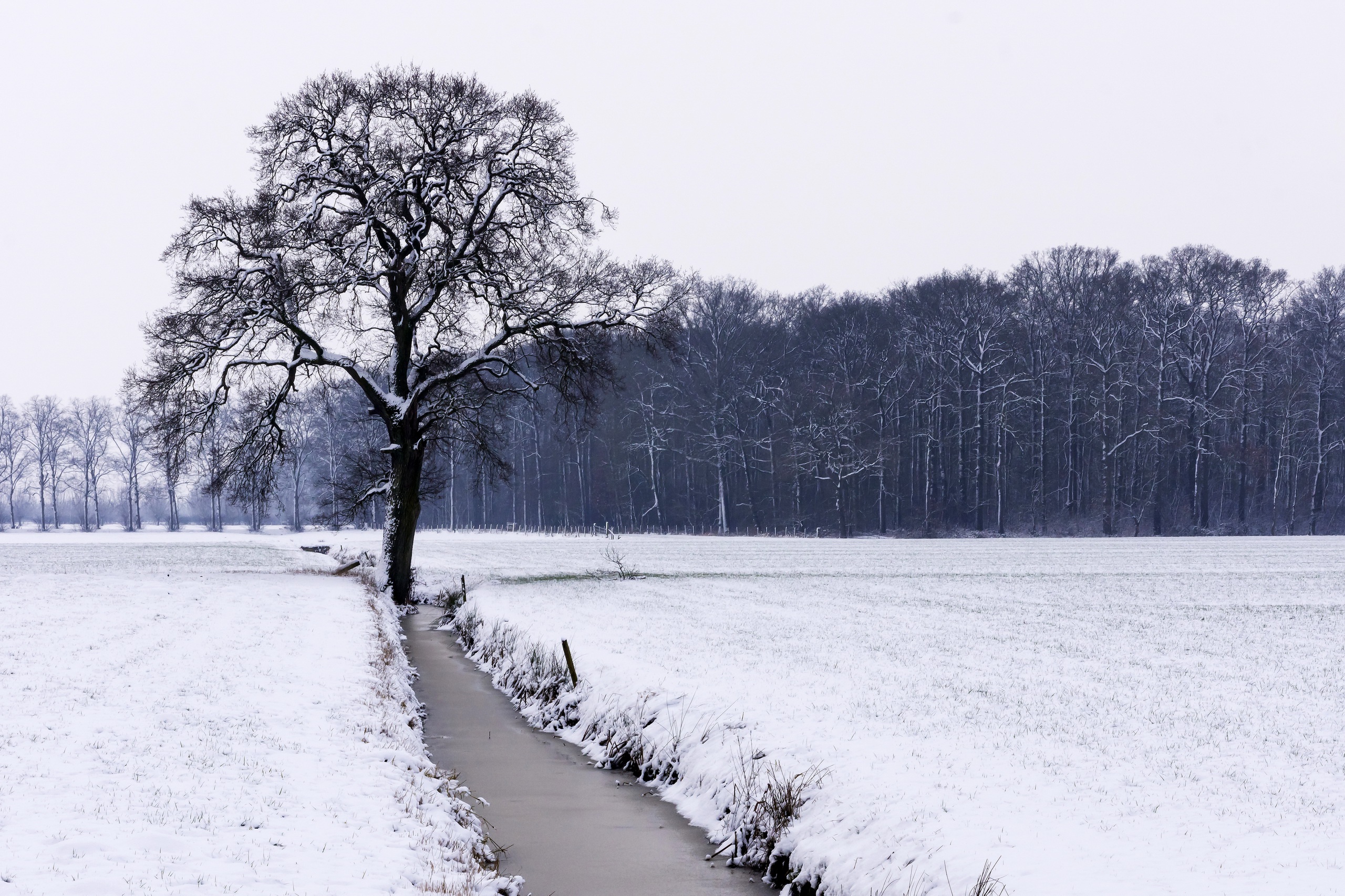 Stream Snow Tree Nature
