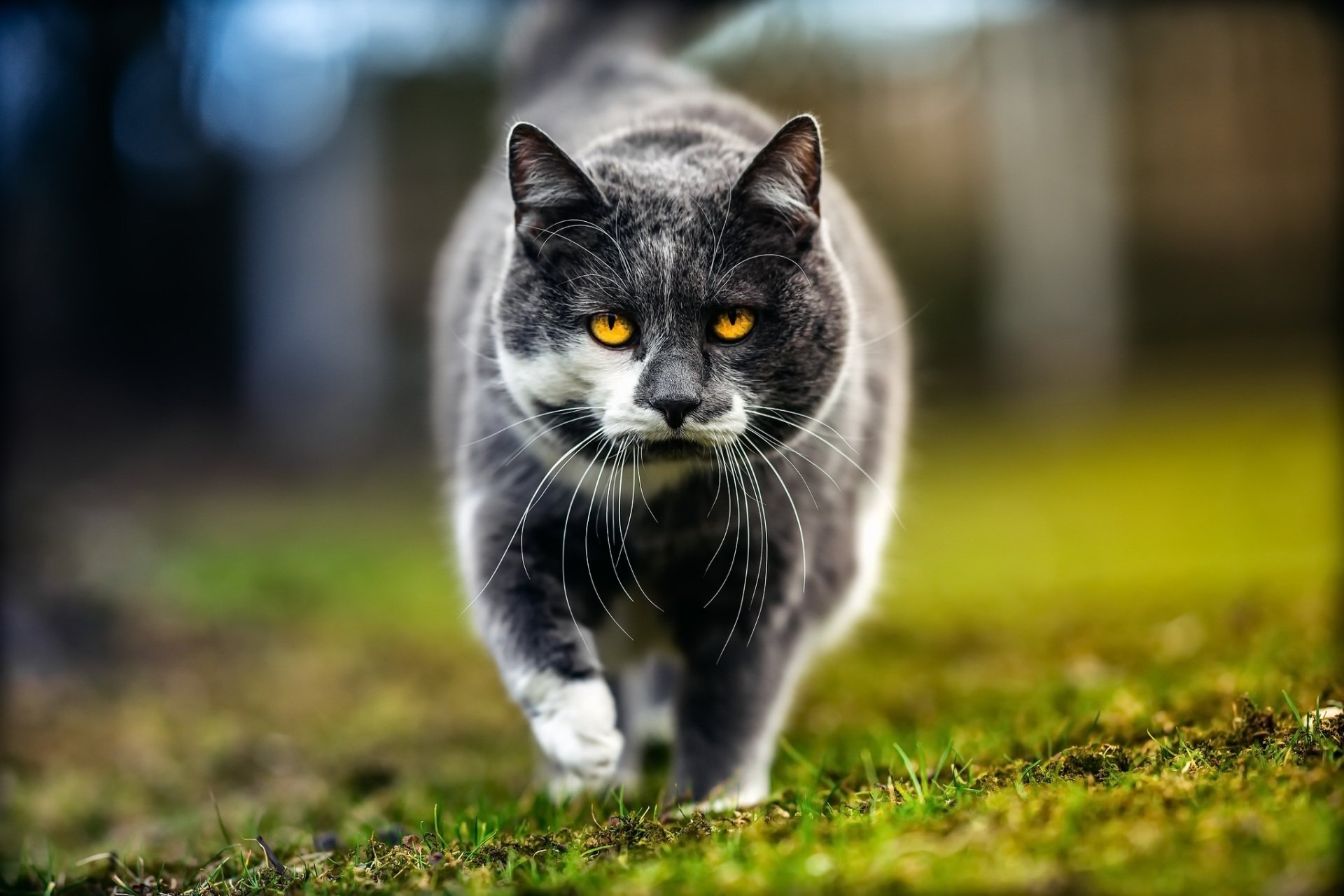 HD Cat Stare: Blurred Pursuit of the Fierce Feline