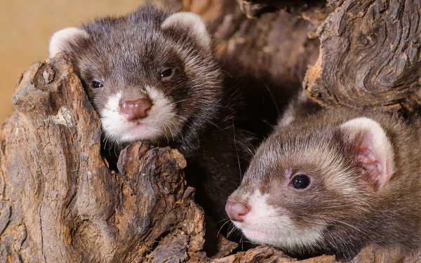 Download Animal Ferret HD Wallpaper