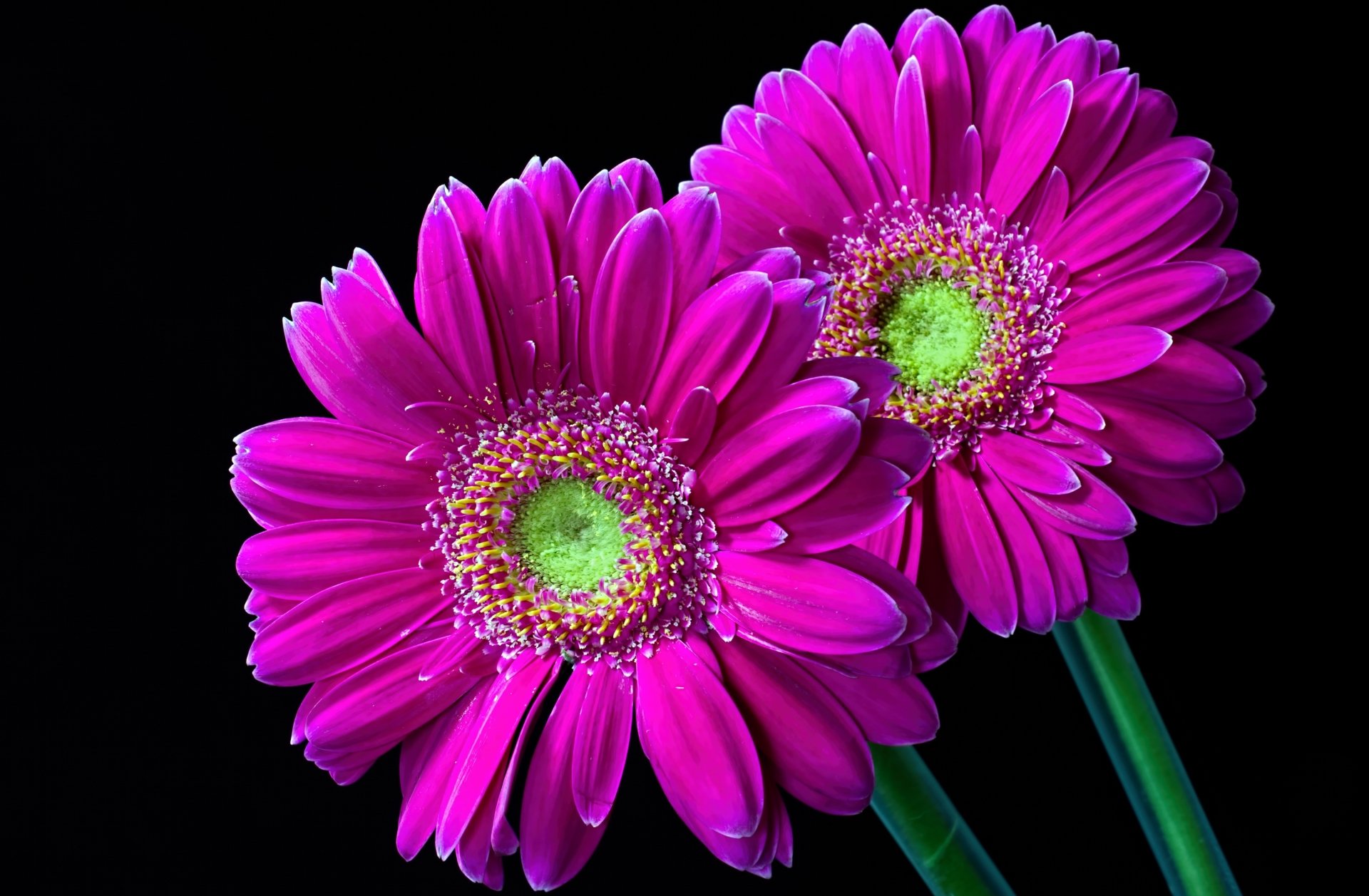 Download Close-up Purple Flower Flower Nature Gerbera HD Wallpaper
