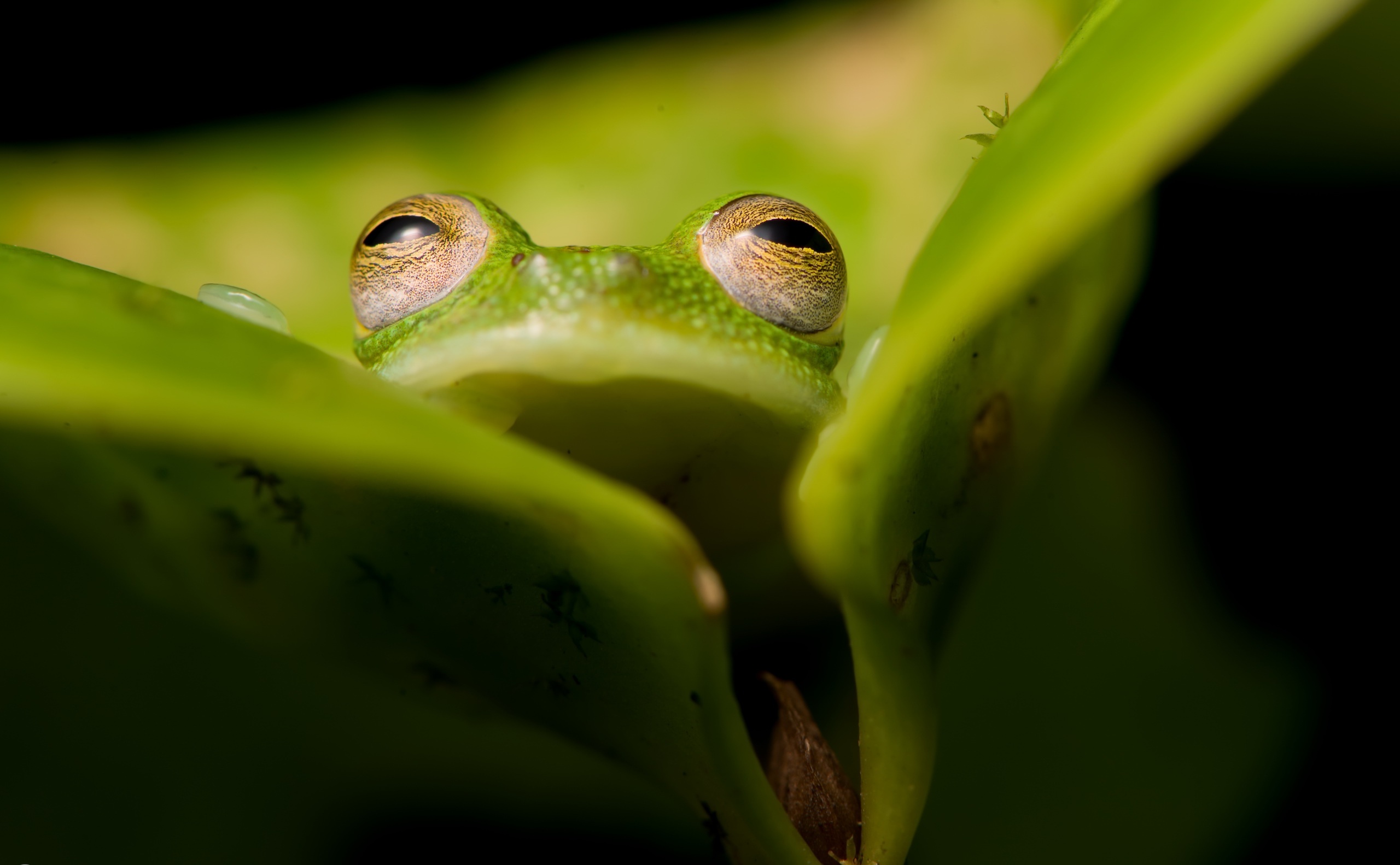 Download Amphibian Green Animal Frog HD Wallpaper