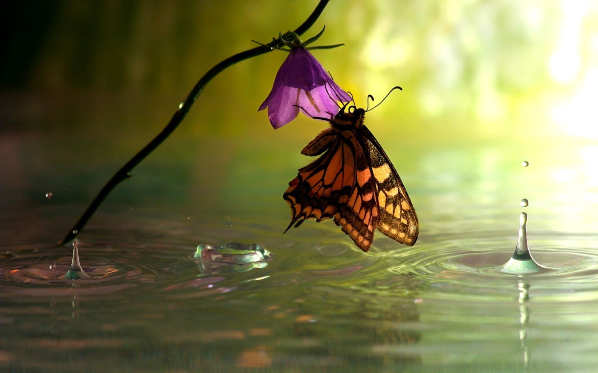 Graceful Butterfly Blossoms Over Tranquil Water - HD Nature Wallpaper ...