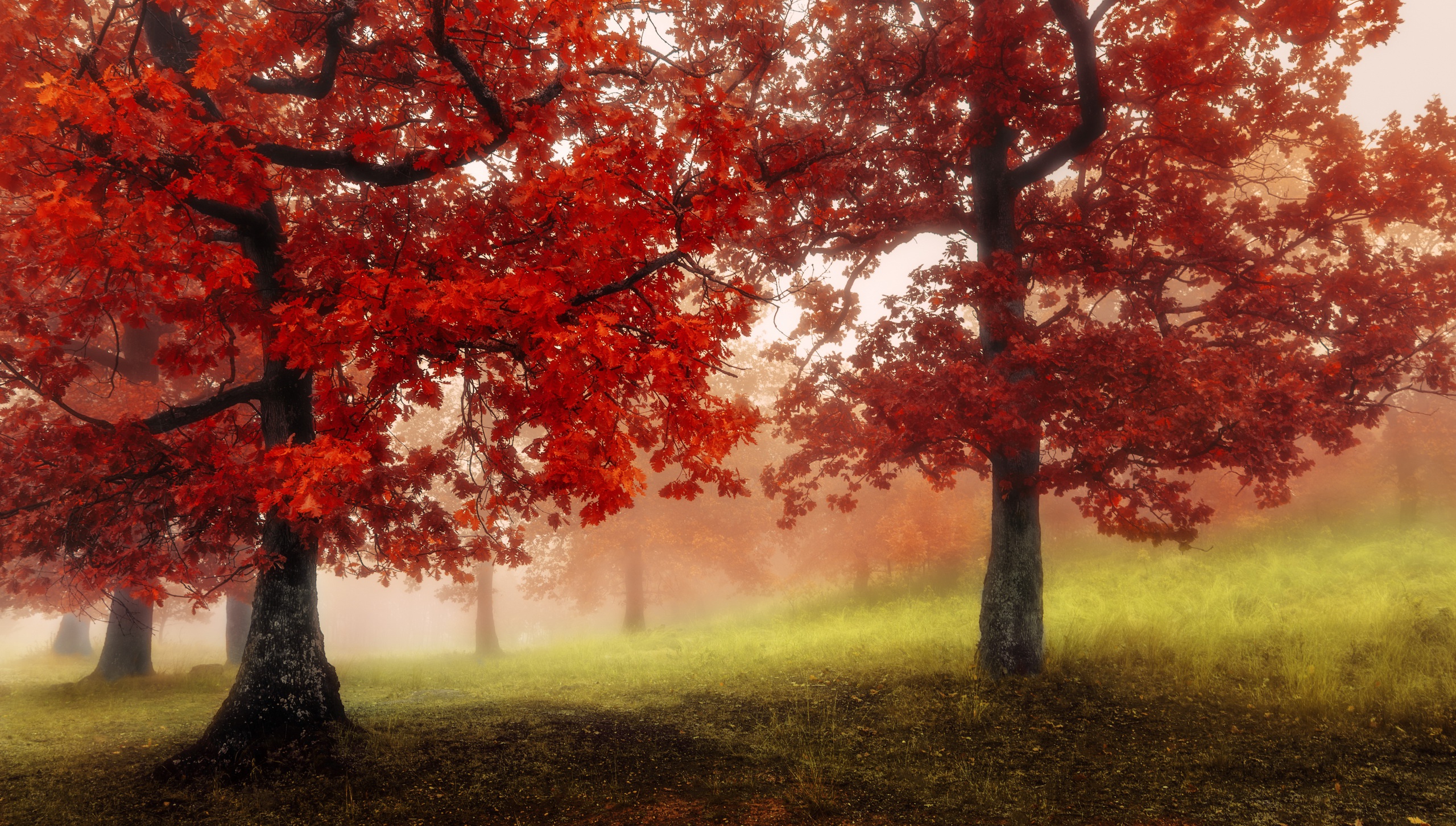 Download Fall Tree Nature Fog HD Wallpaper