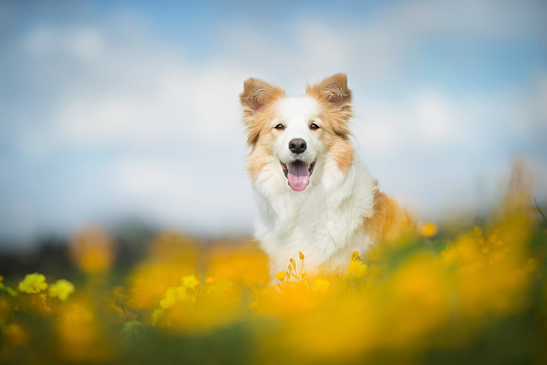 Border Collie Stare — HD Meadow Wallpaper | 2048x1365 | Wallpaper Abyss