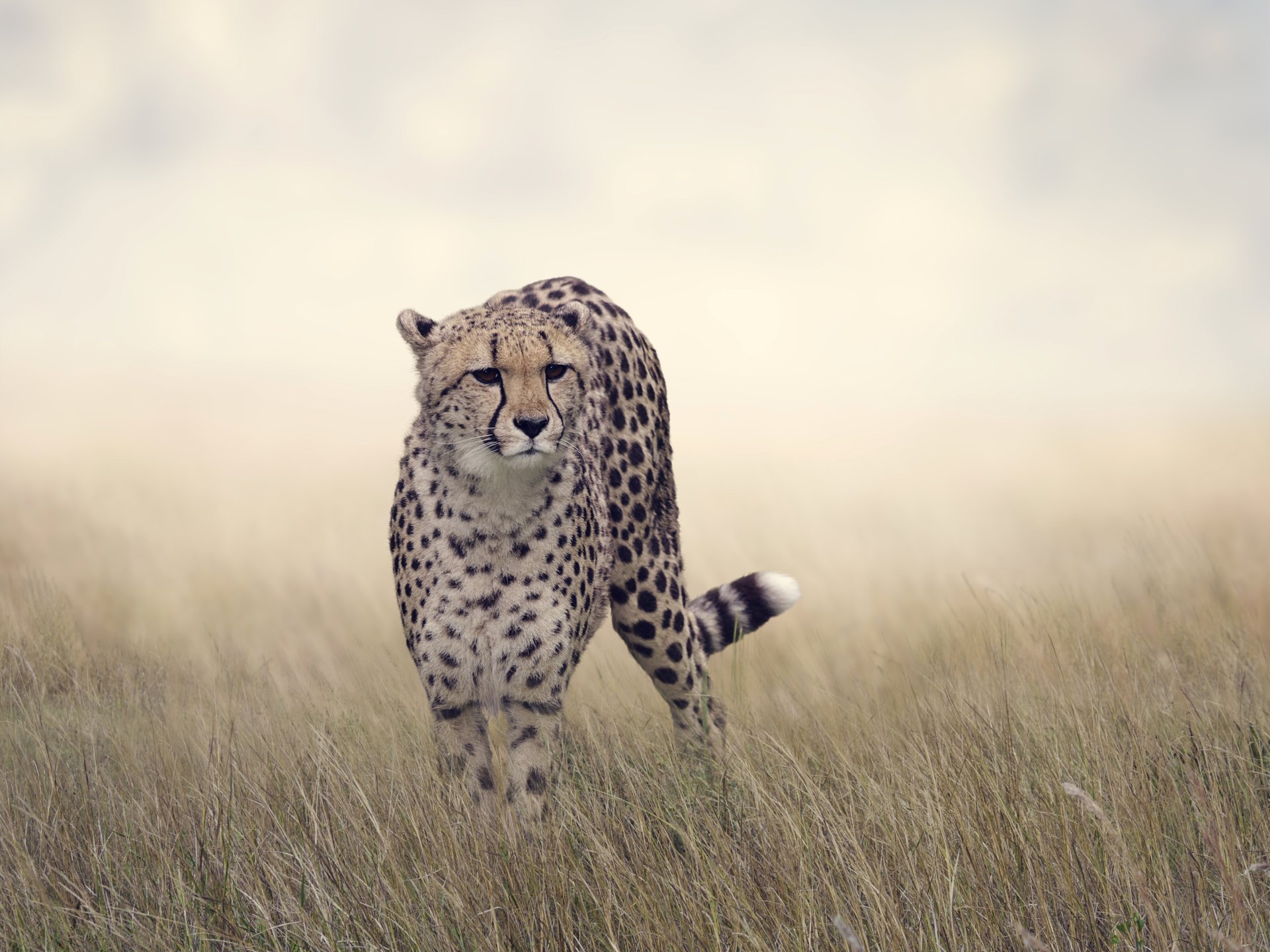 4K Ultra HD Cheetah in the Golden Grasslands | 4000x3000 | Wallpaper Abyss