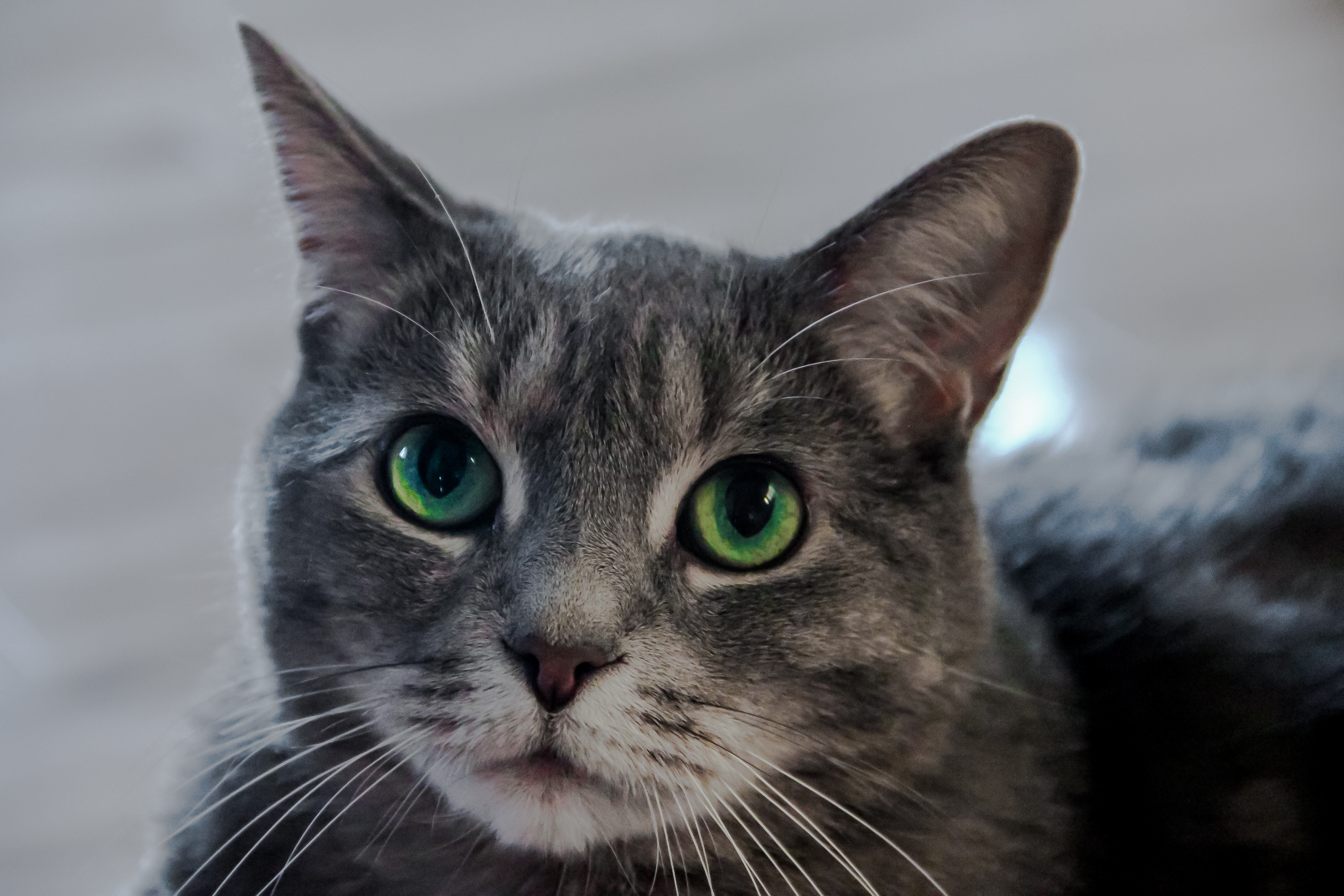 Download Green Eyes Animal Cat HD Wallpaper
