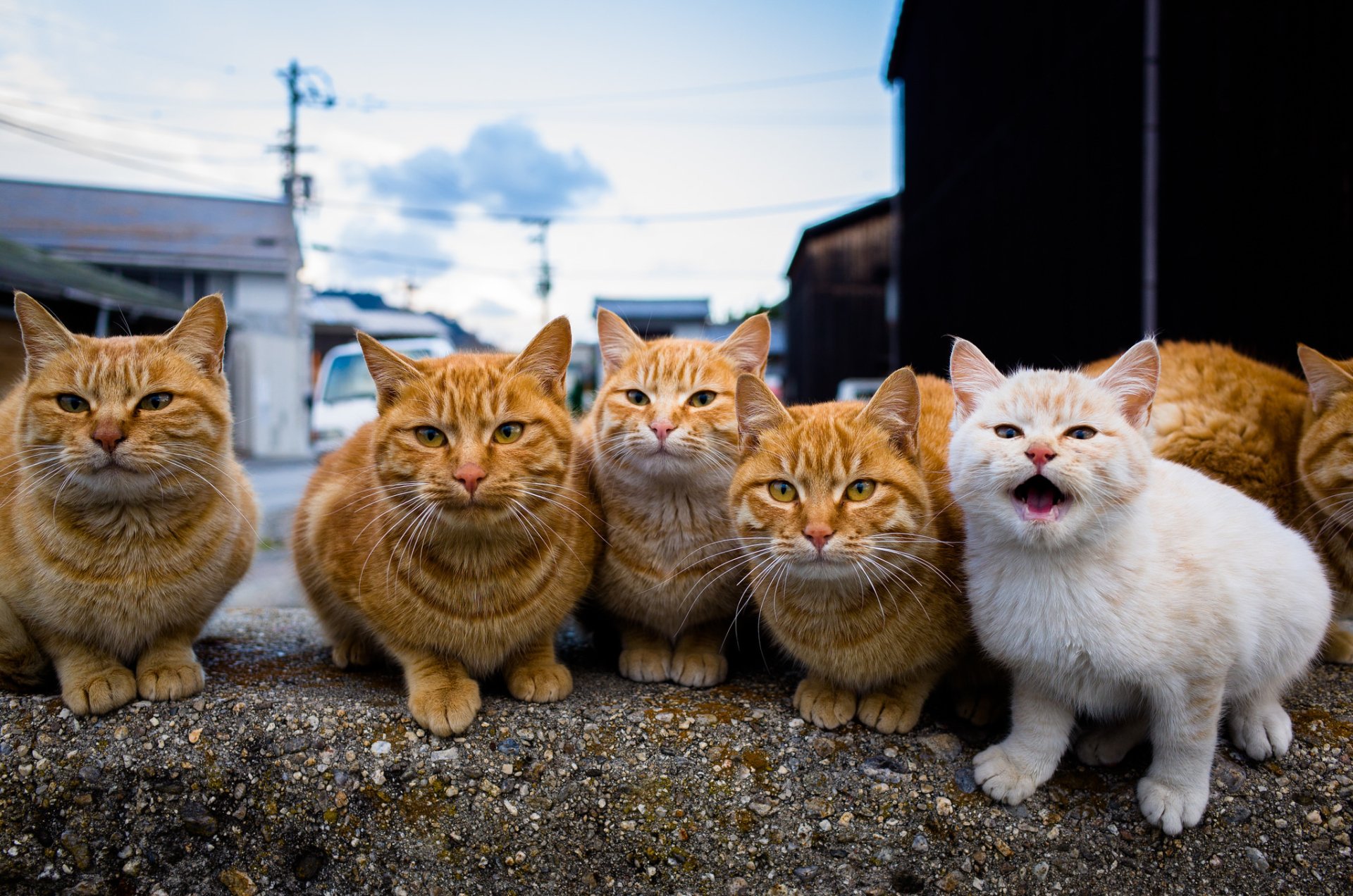 Majestic Feline Crew: HD Cat Wallpaper Showcase | 2048x1357 | Wallpaper ...