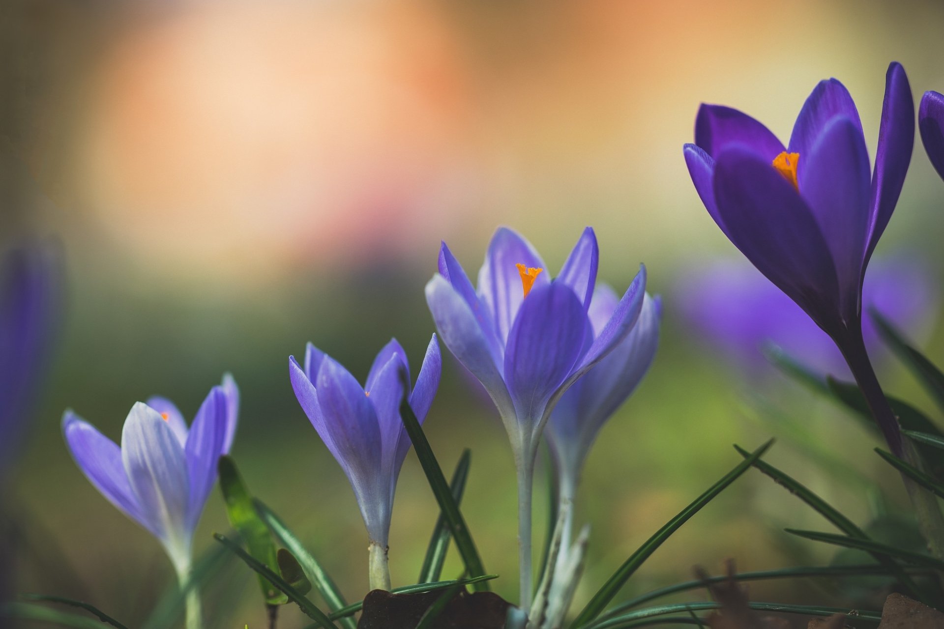 Nature Crocus HD Wallpaper