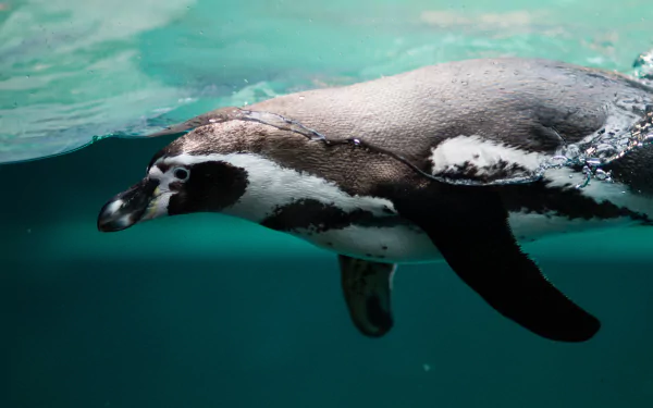 [40+] Penguin 4k Wallpapers