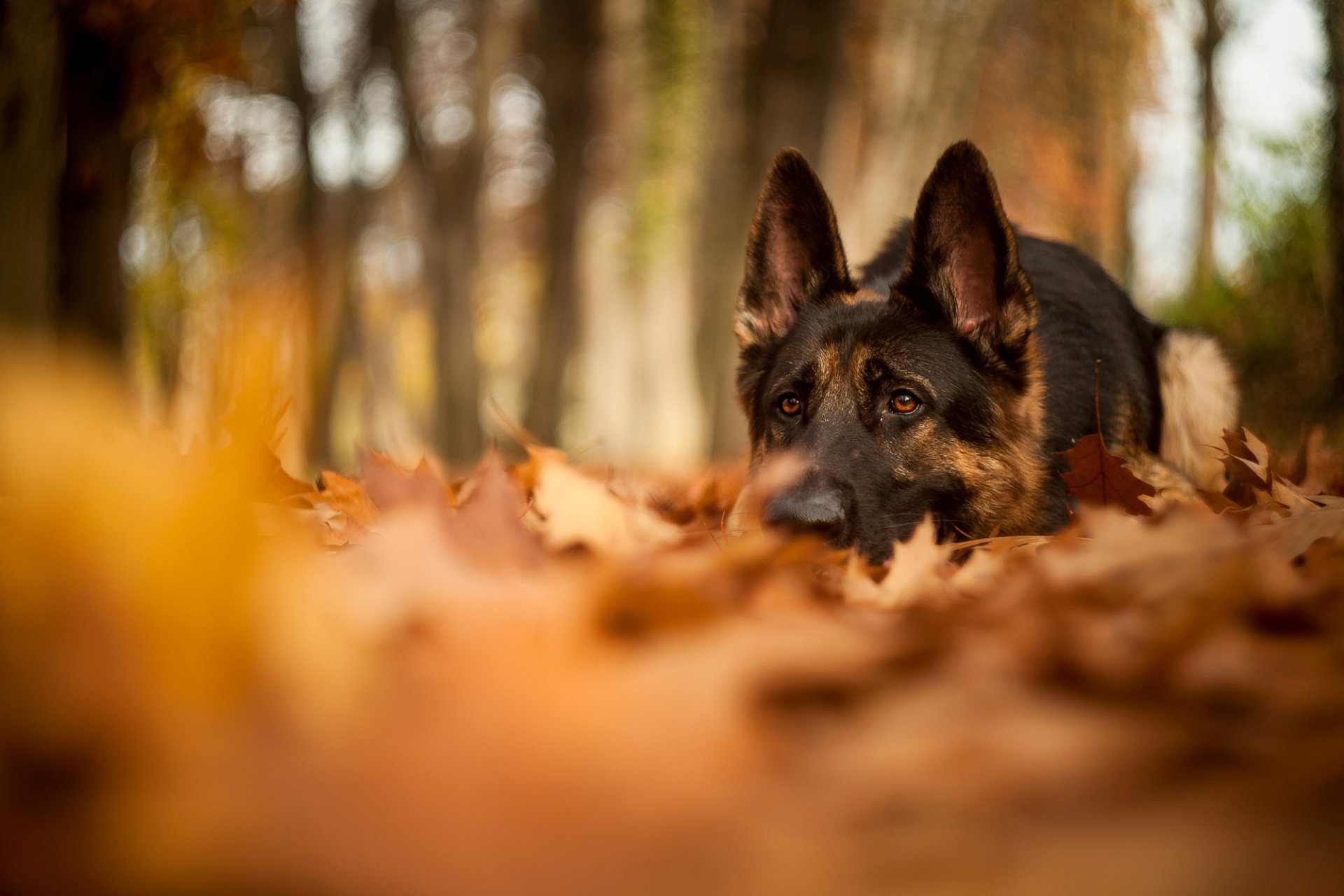 Autumn Aura: German Shepherd Amidst Fallen Leaves HD Wallpaper