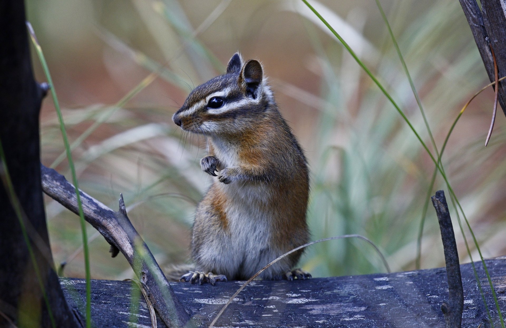Animal Chipmunk HD Wallpaper