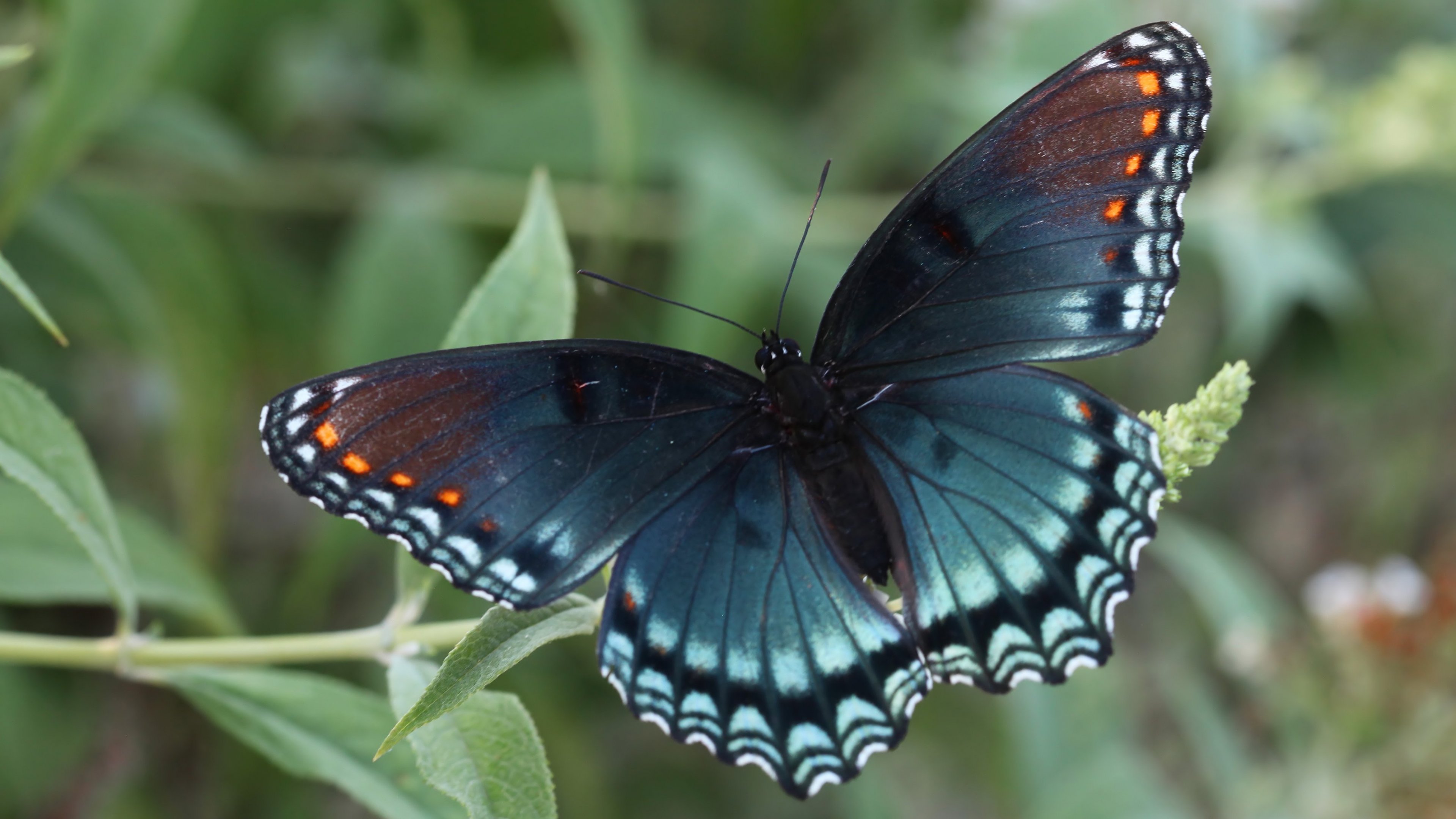 Download Blue Animal Butterfly 4k Ultra HD Wallpaper