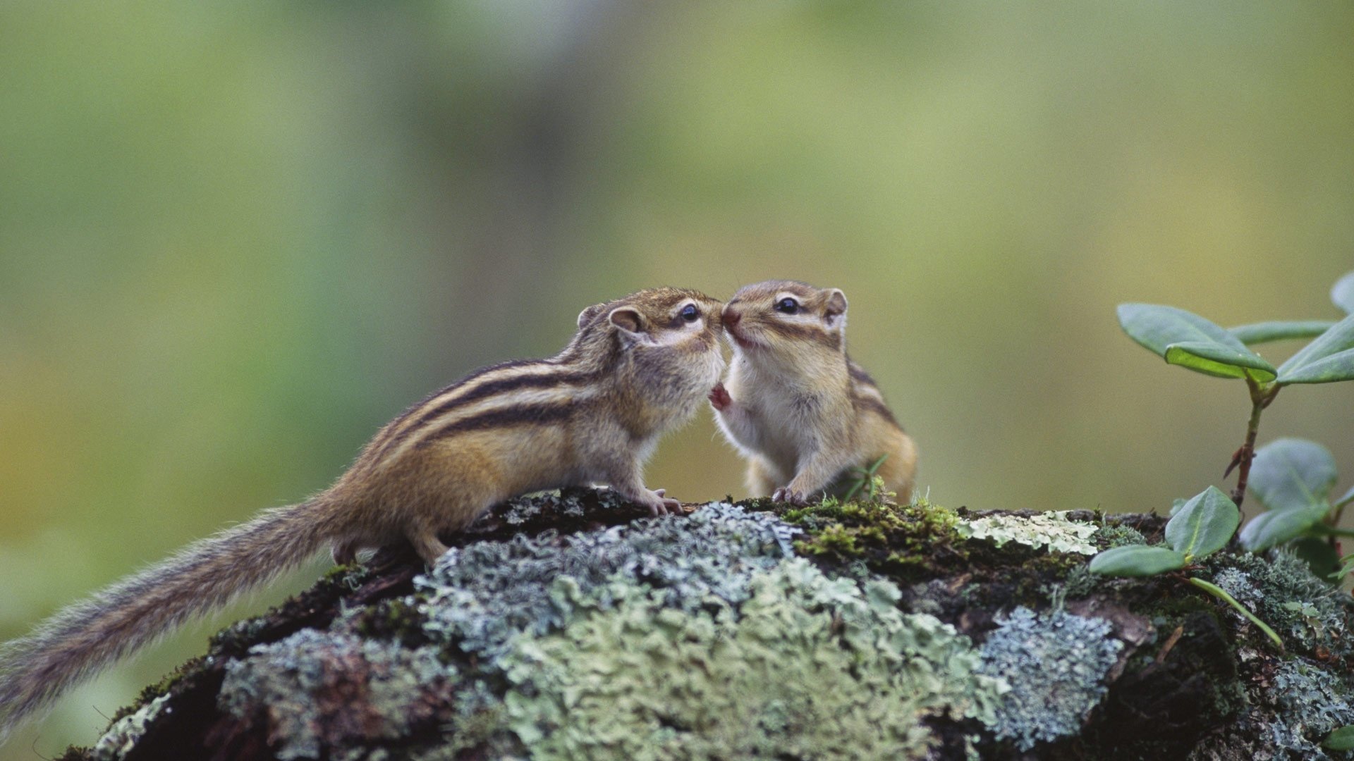 Download Rodent Animal Chipmunk HD Wallpaper