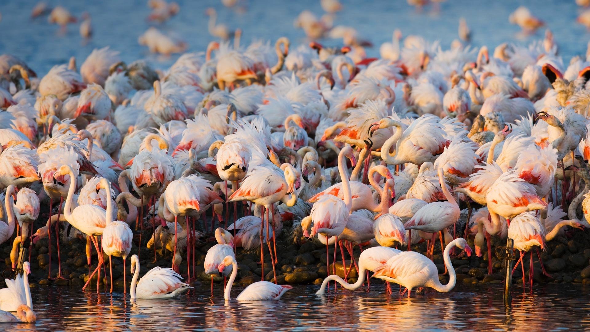Download Flock Of Birds Bird Animal Flamingo HD Wallpaper