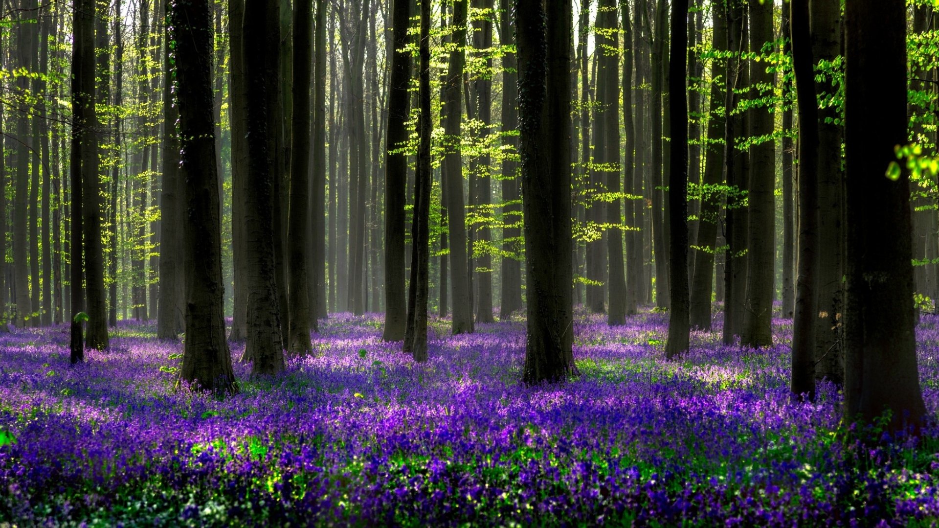 Download Forest Spring Purple Flower Flower Nature Hyacinth HD ...