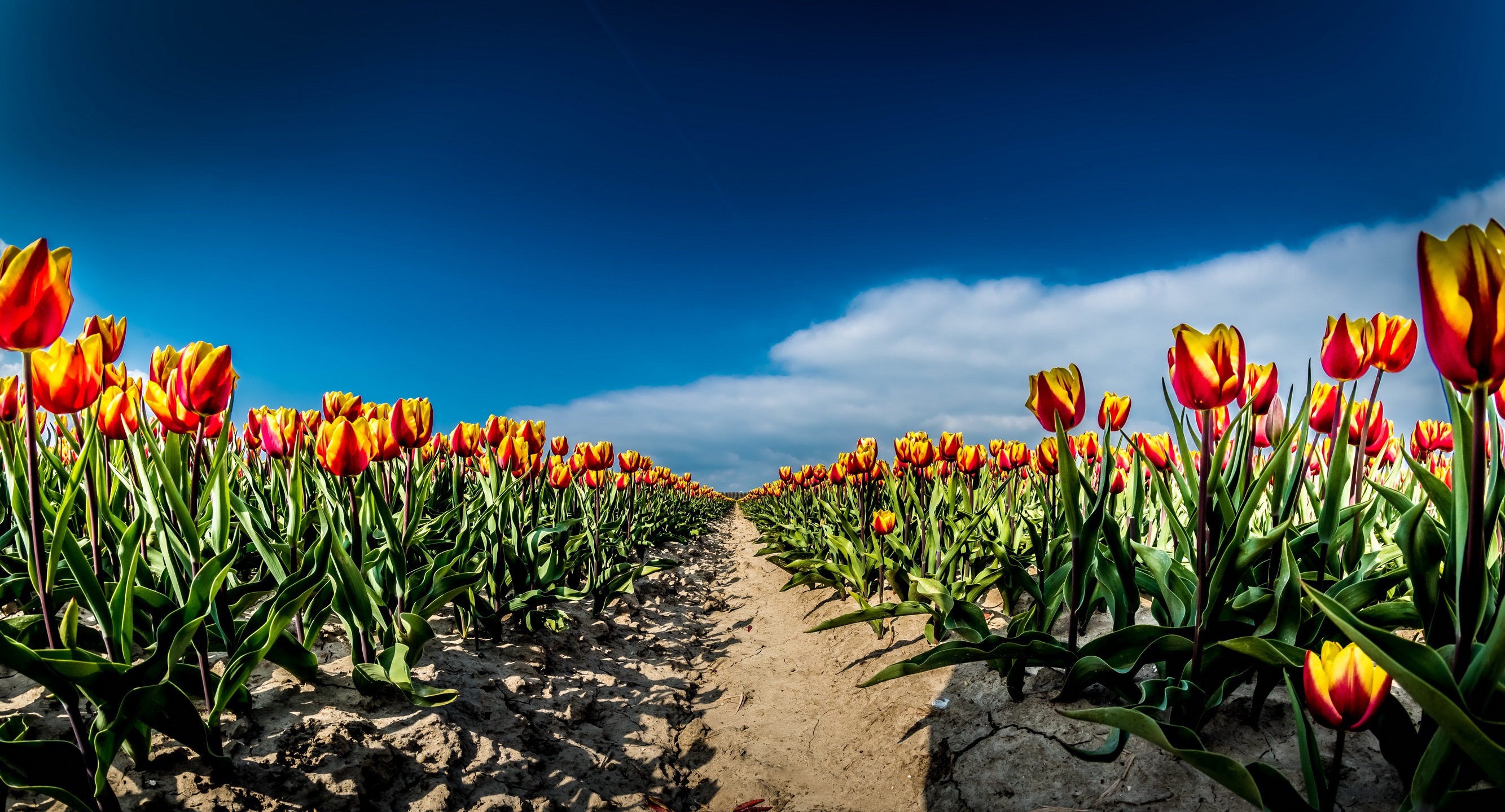 Download Orange Flower Field Flower Nature Tulip HD Wallpaper