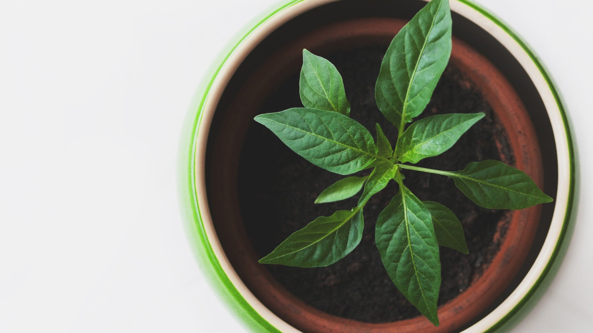 Download Photography Plant HD Wallpaper by Peter Žagar | 2560x1440 ...