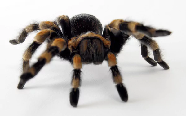 Download Animal Tarantula Wallpaper