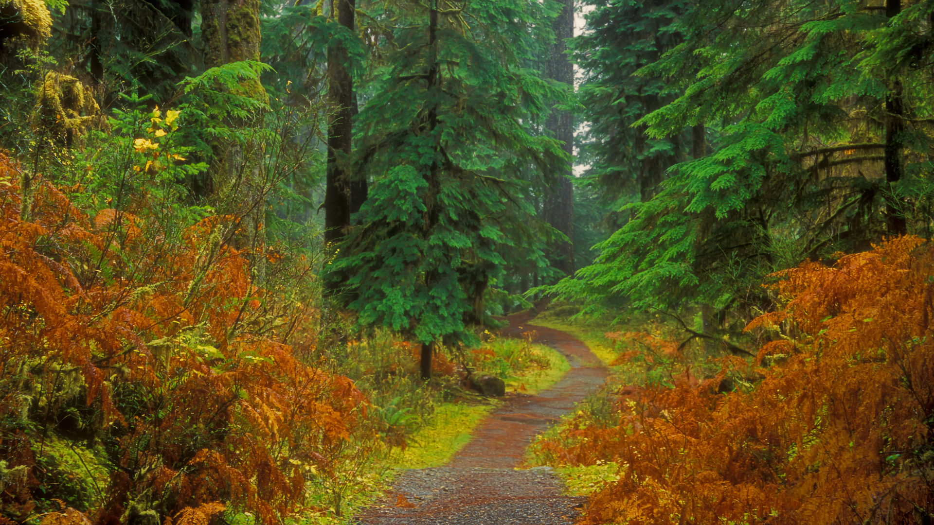 Autumn Pathway Through Lush Forest – HD Nature Wallpaper