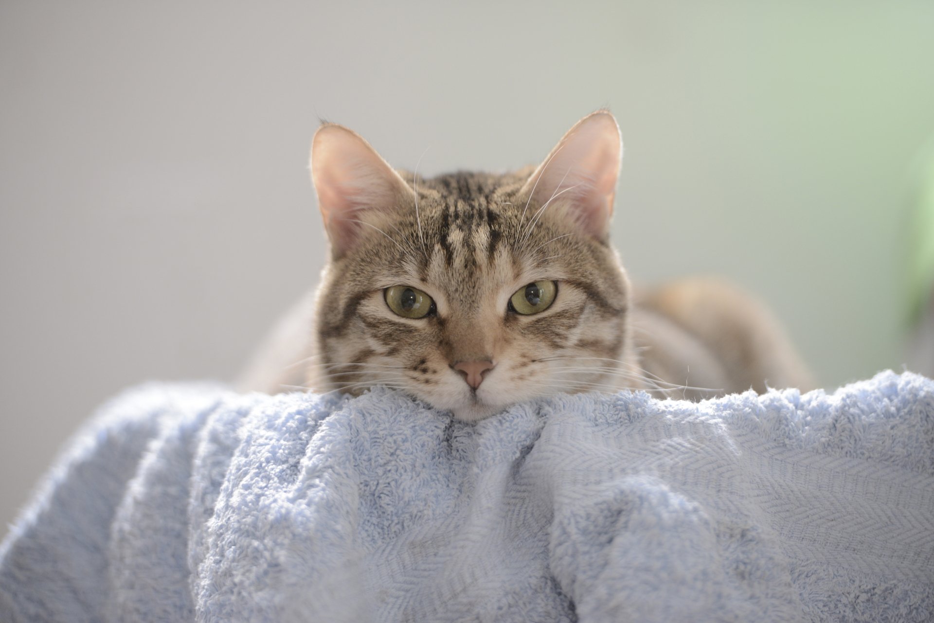 Download Stare Animal Cat 4k Ultra HD Wallpaper | 7360x4912 | Wallpaper ...