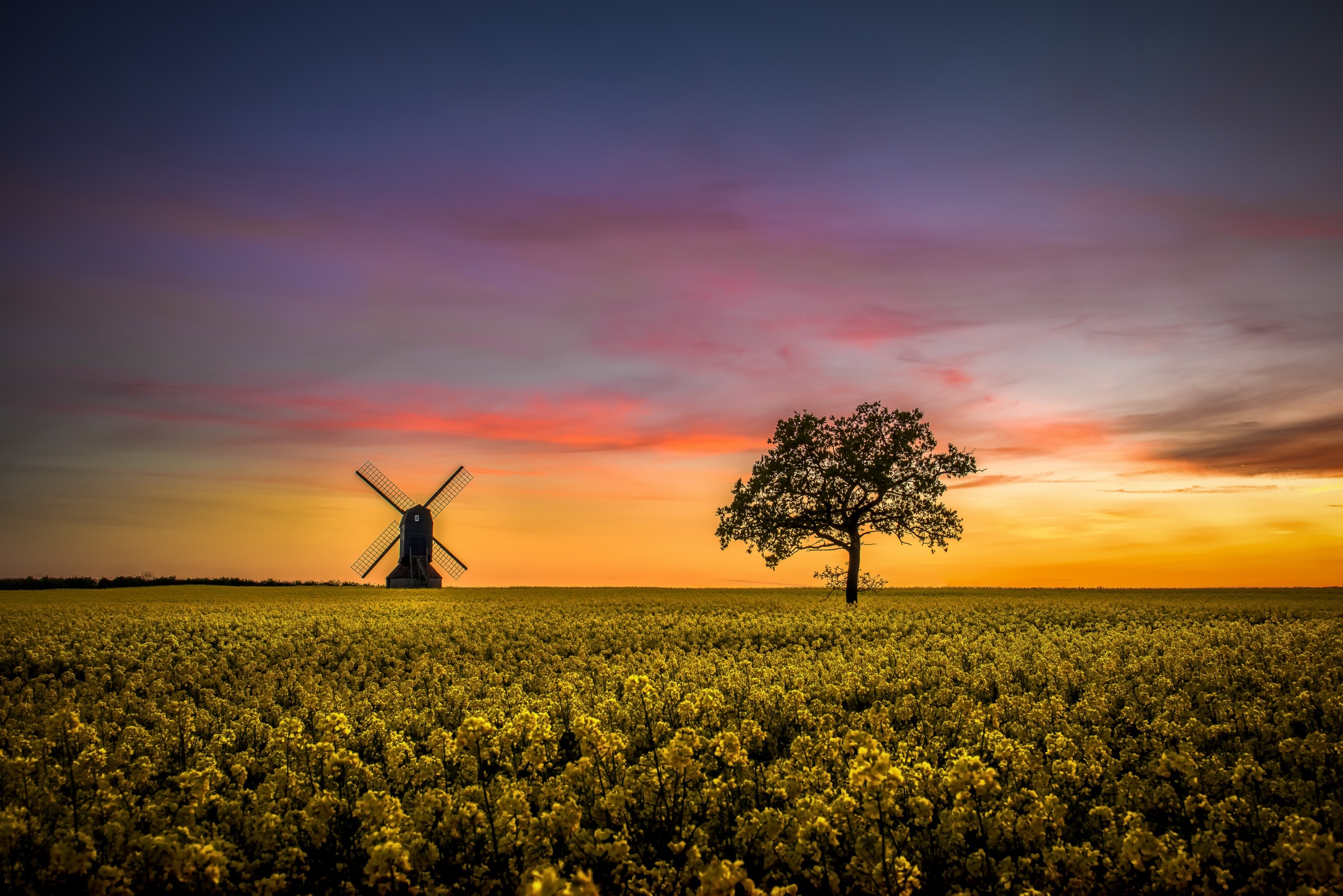 Golden Sunset over Rapeseed Fields with Windmill and Lone Tree — HD ...