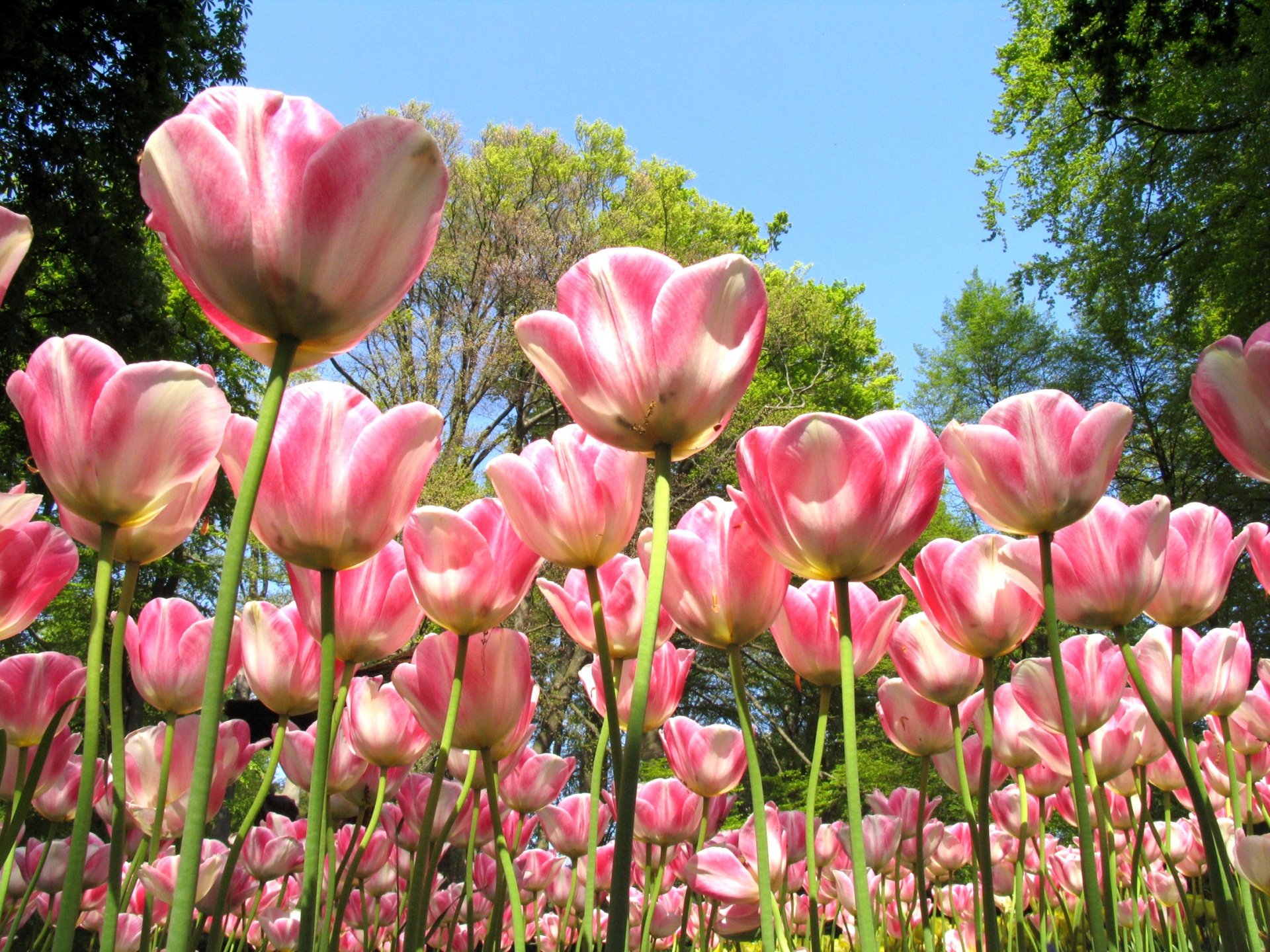 Download Pink Flower Summer Nature Flower Tulip HD Wallpaper