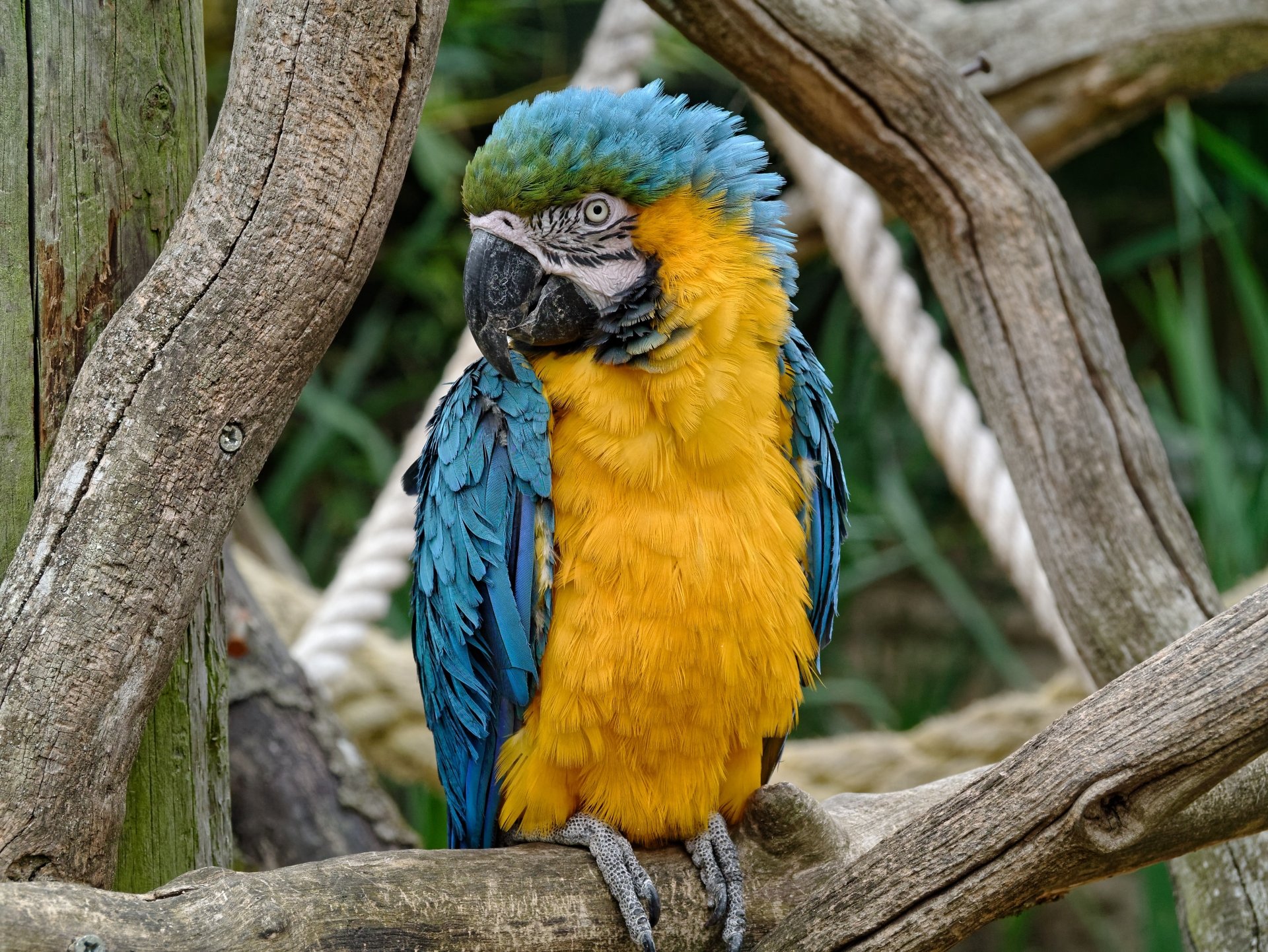 Download Stare Bird Macaw Animal Blue-and-yellow Macaw 4k Ultra HD ...