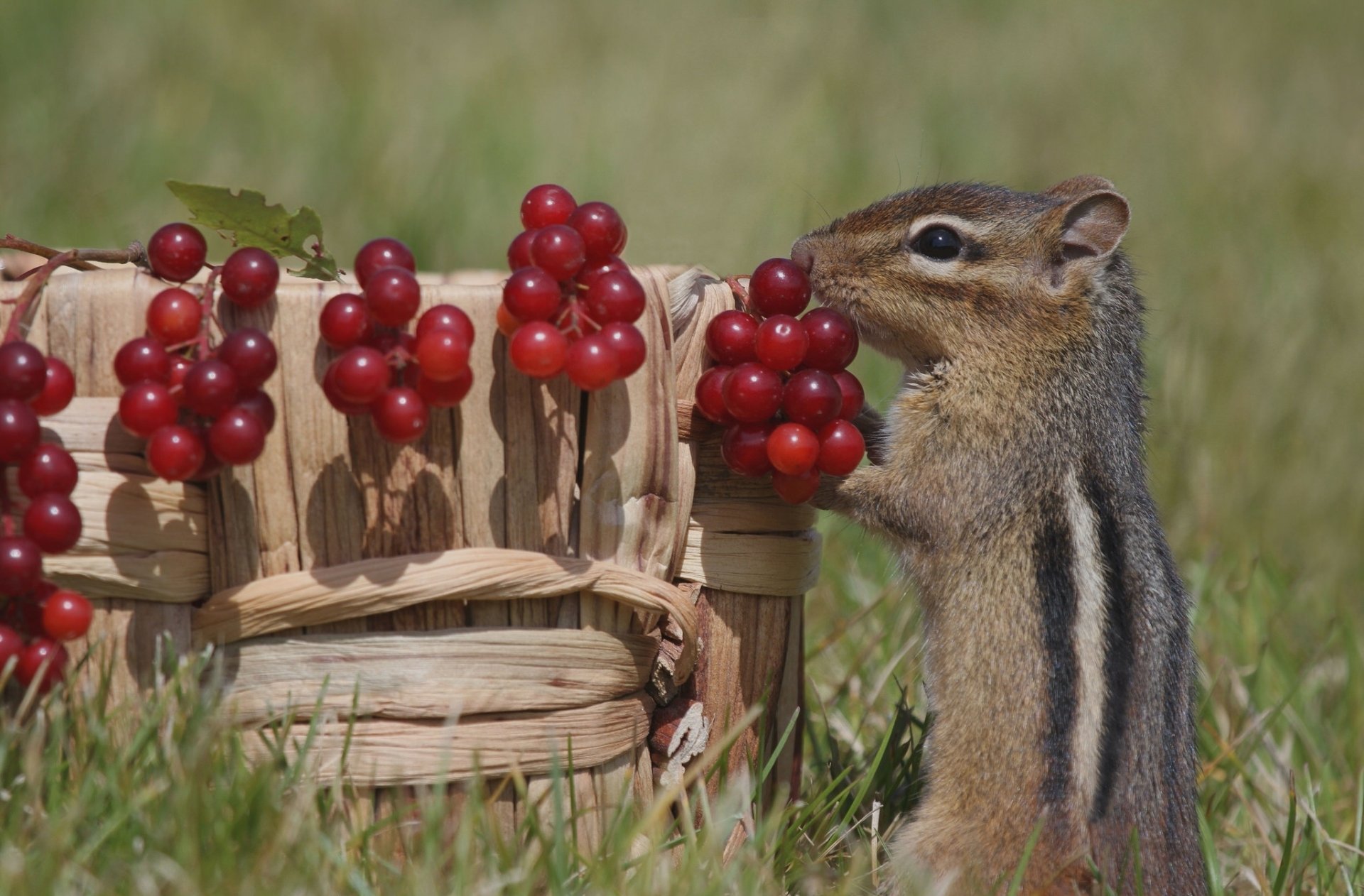 Download Berry Rodent Animal Chipmunk HD Wallpaper