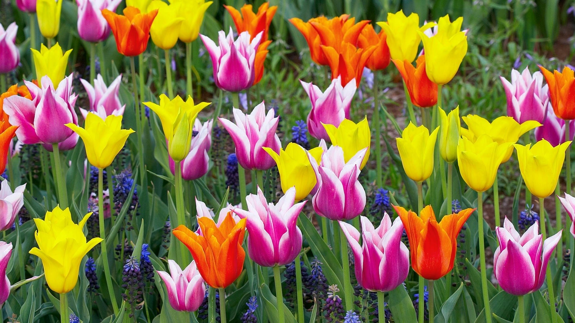 Colorful Tulips